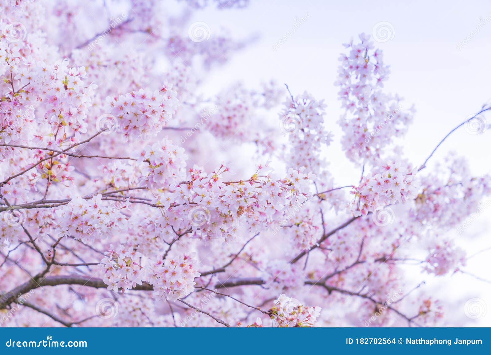 Beautiful Cherry Blossom in Spring Season Stock Photo - Image of flower ...