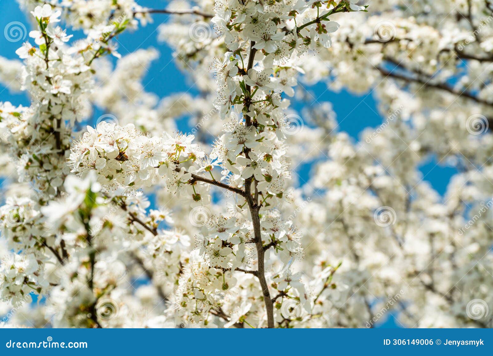 Beautiful Cherry Blossom in Spring Time. Cherry Blossoms, Flowers ...