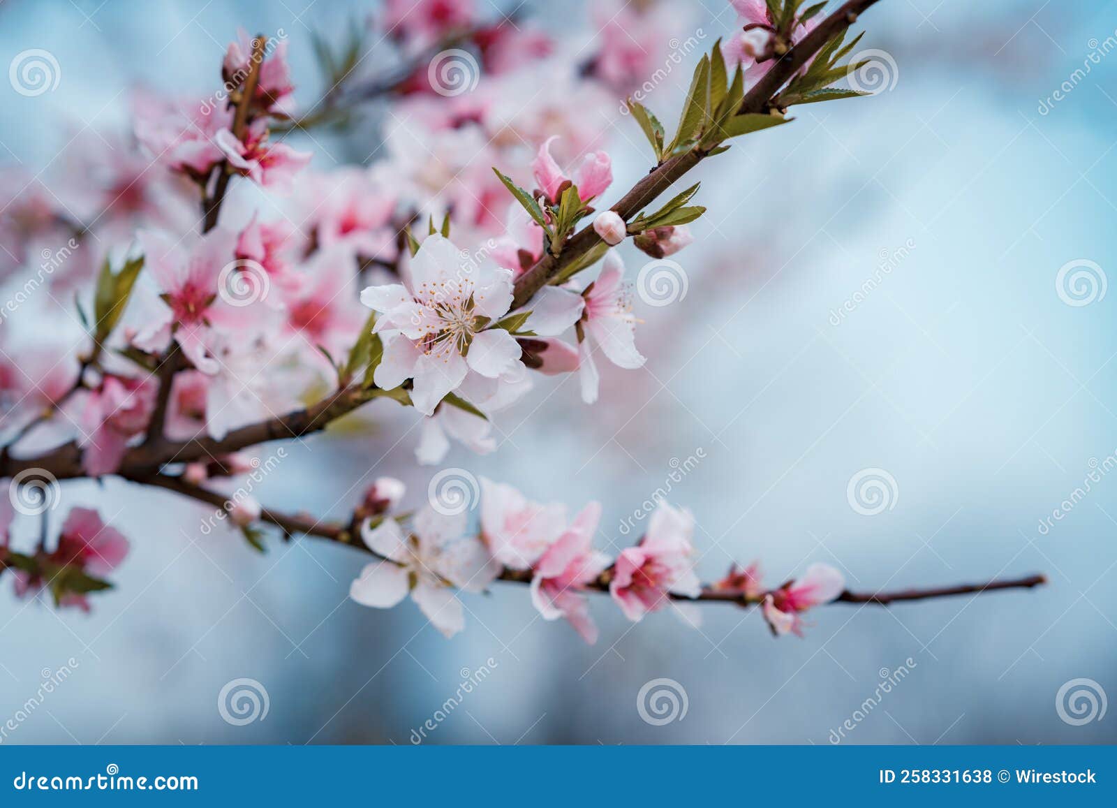 Beautiful Cherry Blossom Tree Flowers Stock Photo - Image of floral ...