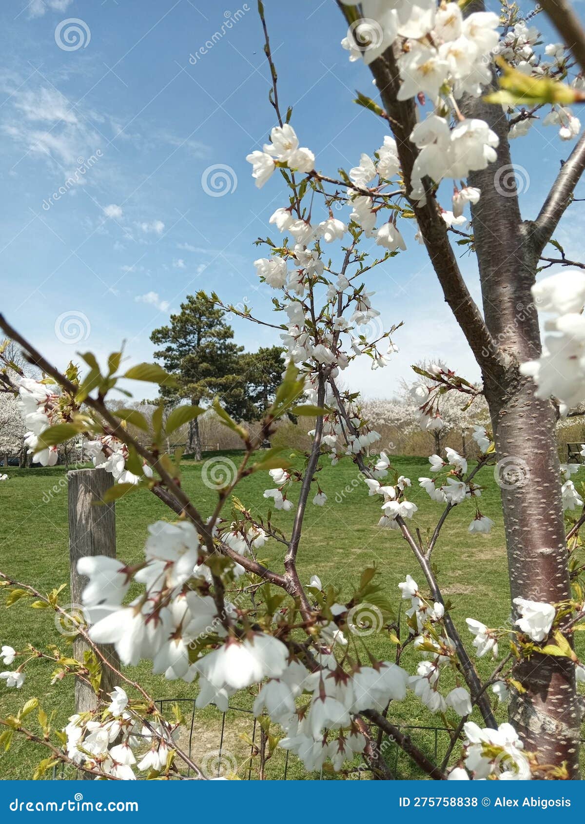 Beautiful Cherry Blossom Tree in a Park Stock Photo - Image of cherry ...