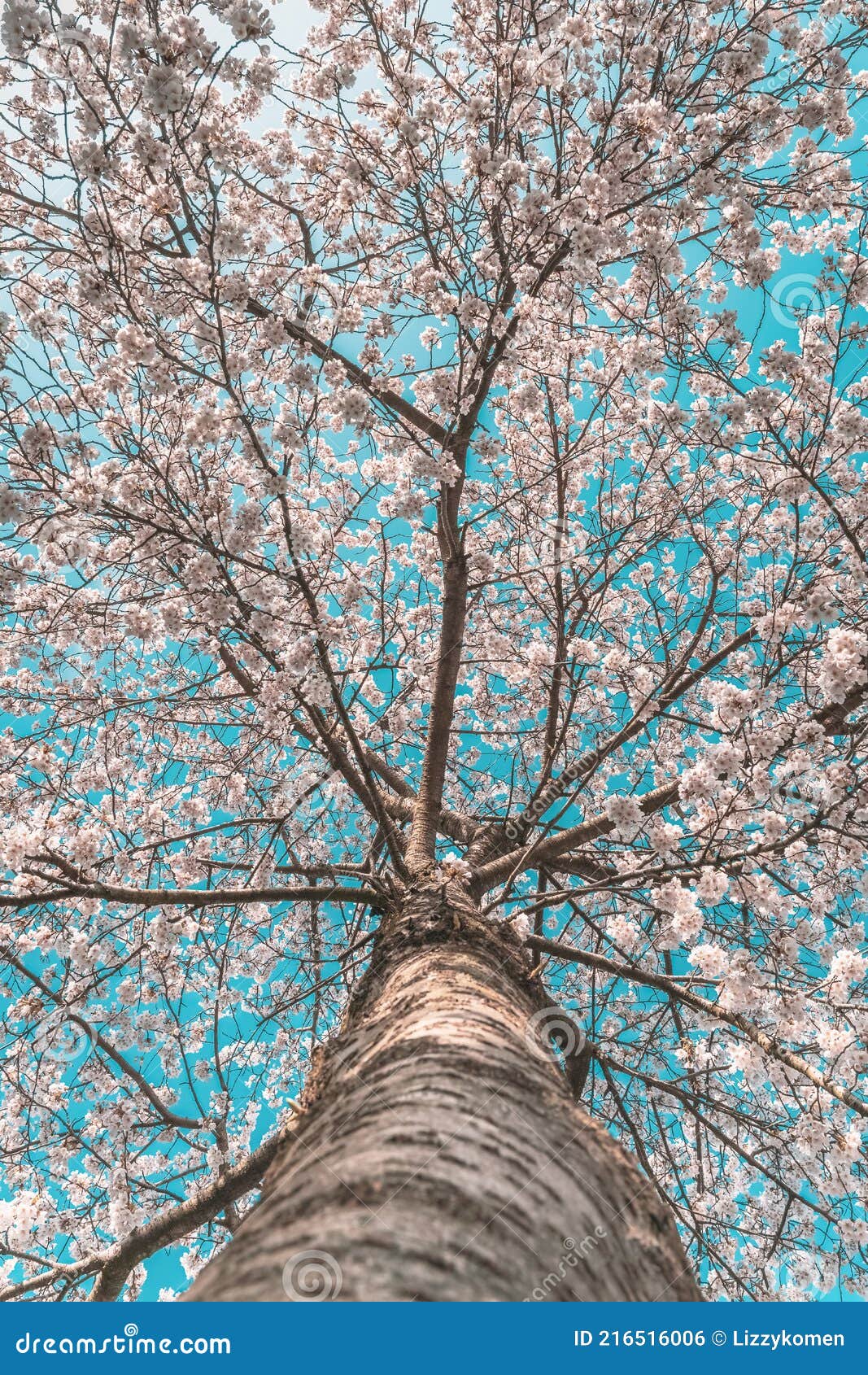 A Beautiful Cherry Blossom Tree with Perspective from the Bottom Tree ...