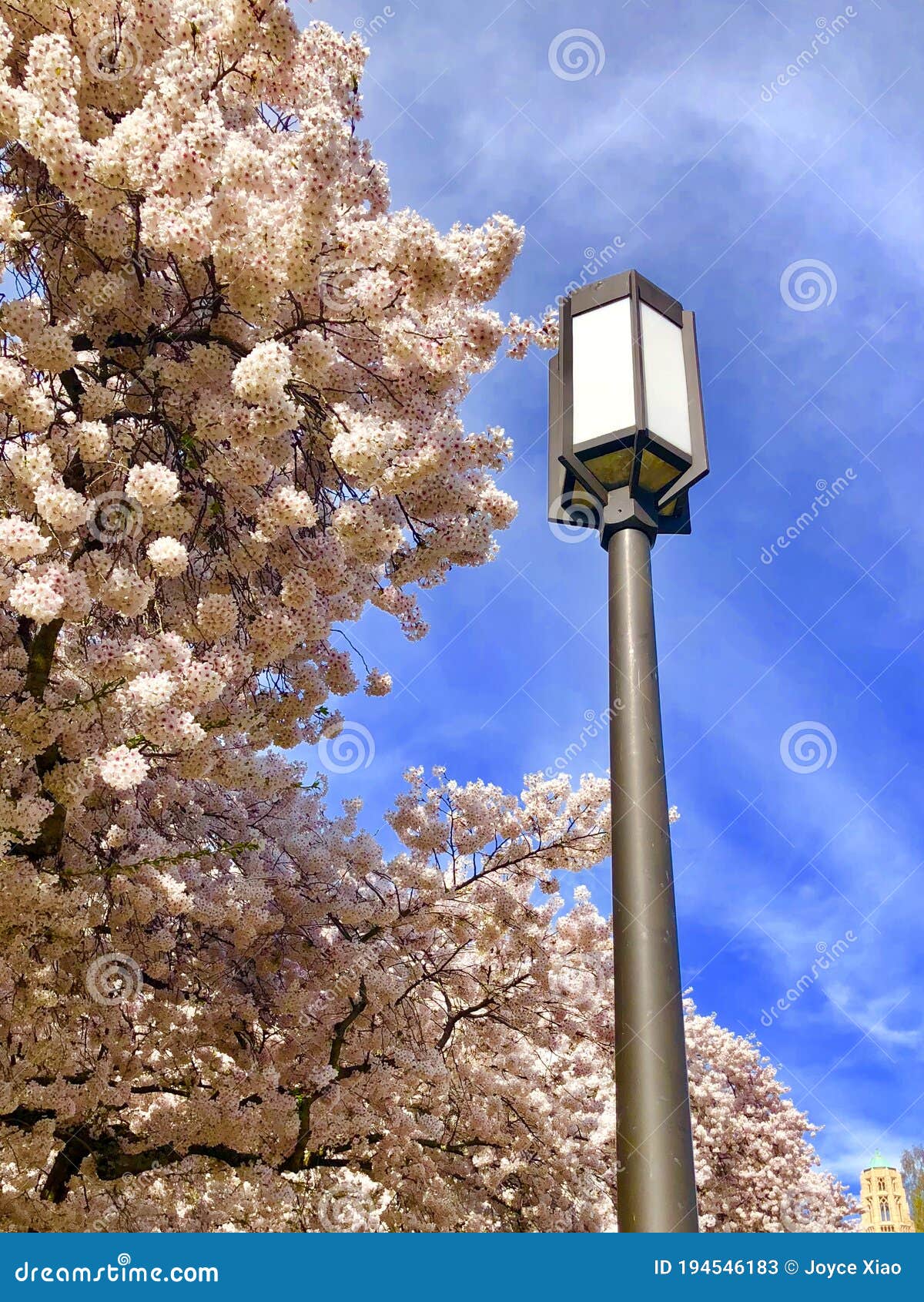 Beautiful Cherry Blossoms in March Stock Image - Image of march, famous ...