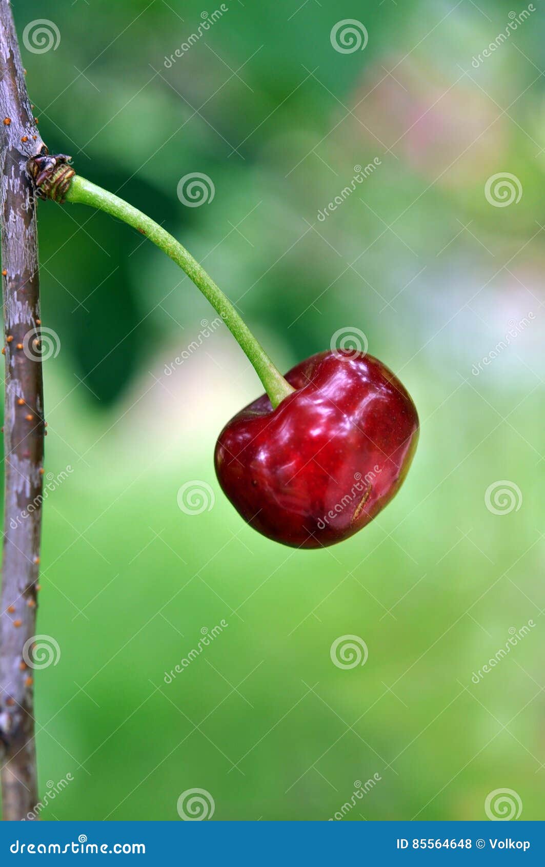 Beautiful Cherry on Branch stock photo. Image of cherry - 85564648