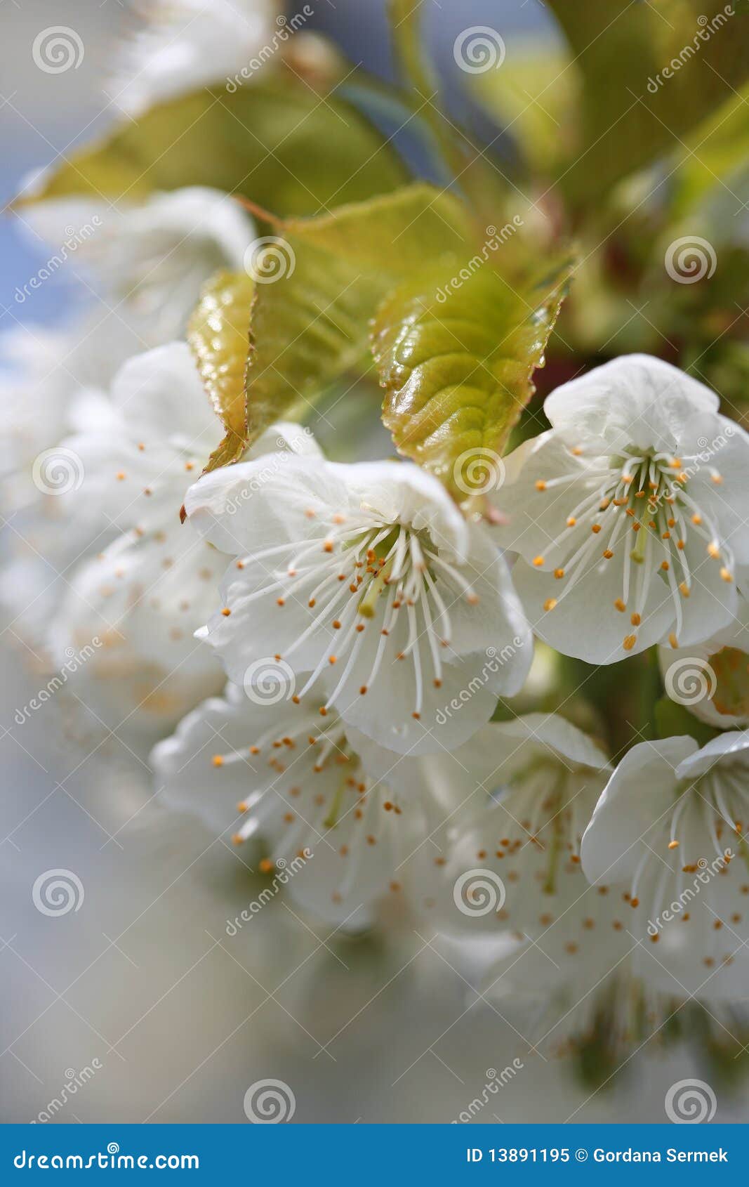 Beautiful cherry tree stock image. Image of sunshine - 13891195