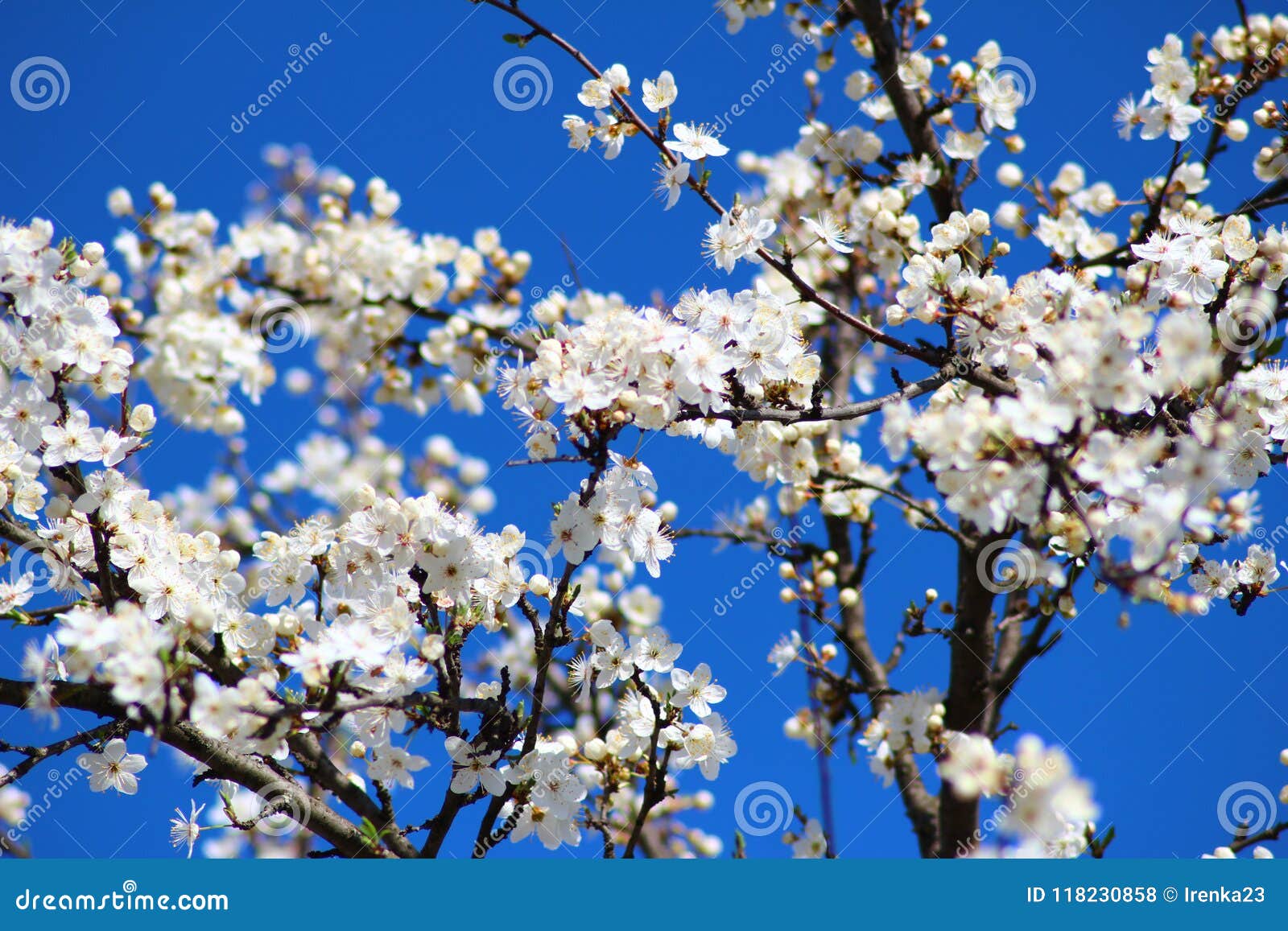 Beautiful cherry tree. stock photo. Image of lovely - 118230858