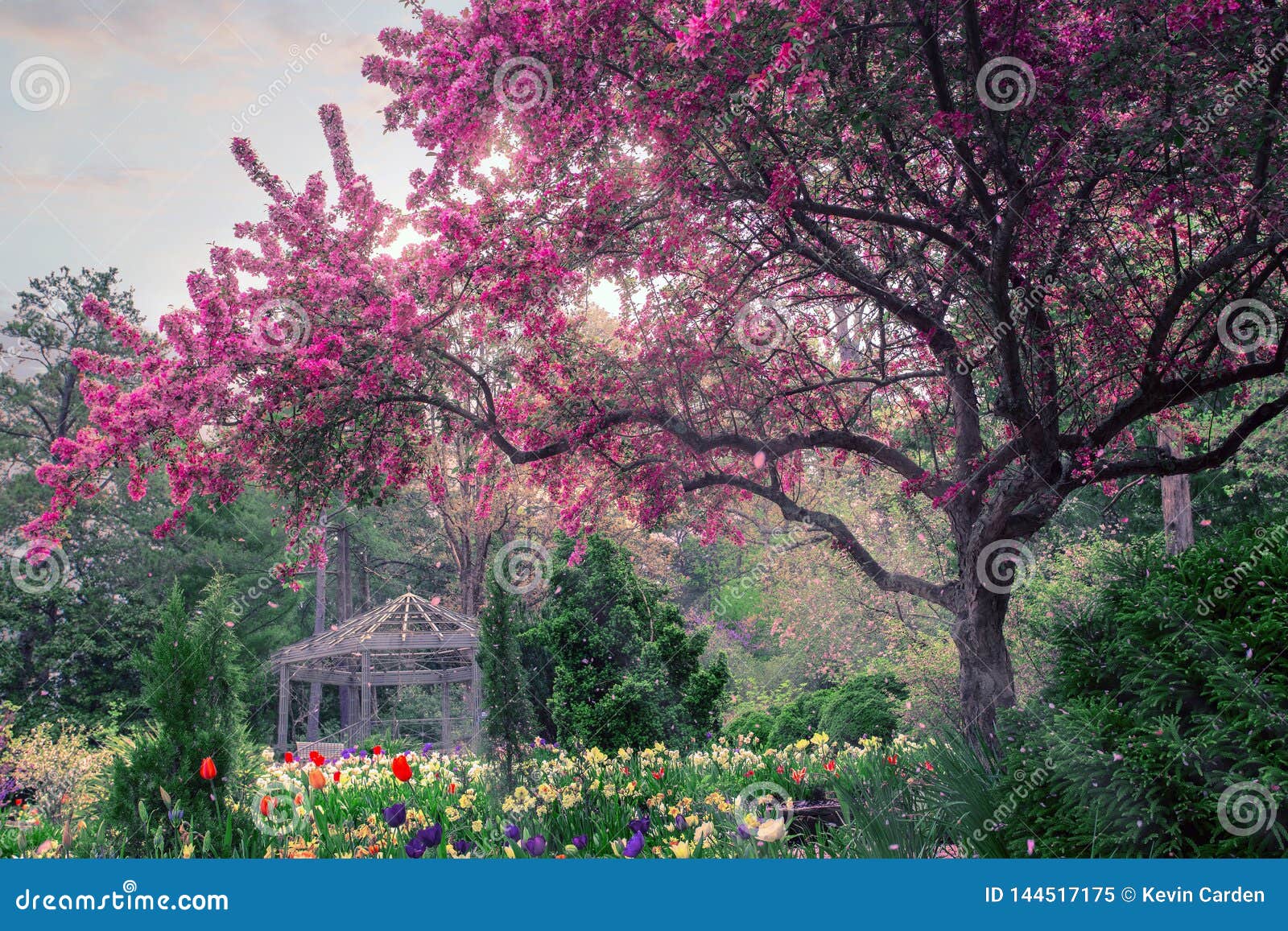 Beautiful cherry tree stock image. Image of flowers - 144517175