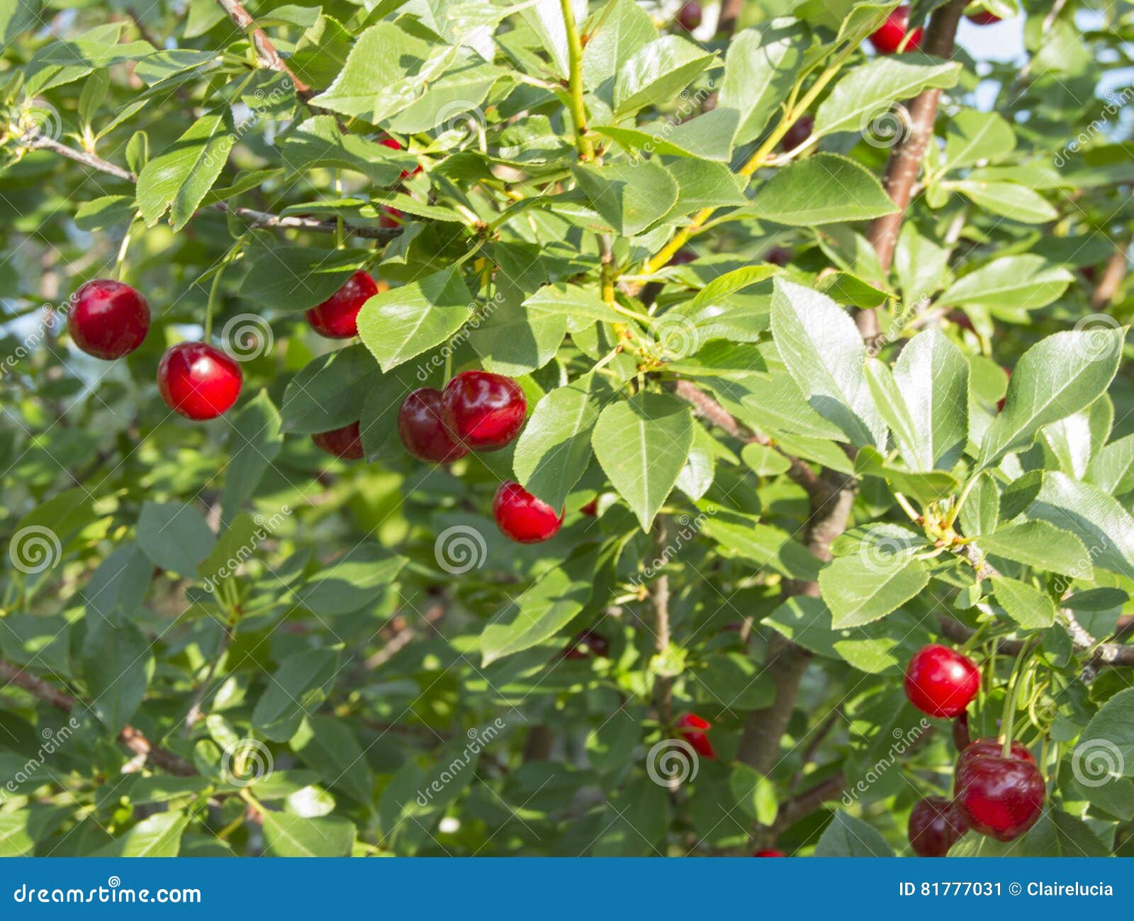 Beautiful Cherry Tree with Ripe Berries on the Branches Stock Image ...