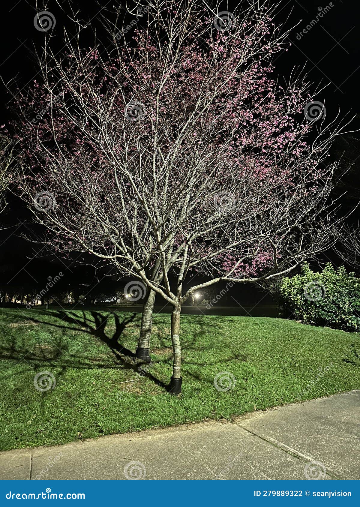Beautiful Cherry Trees in the Night Stock Photo - Image of romantic ...