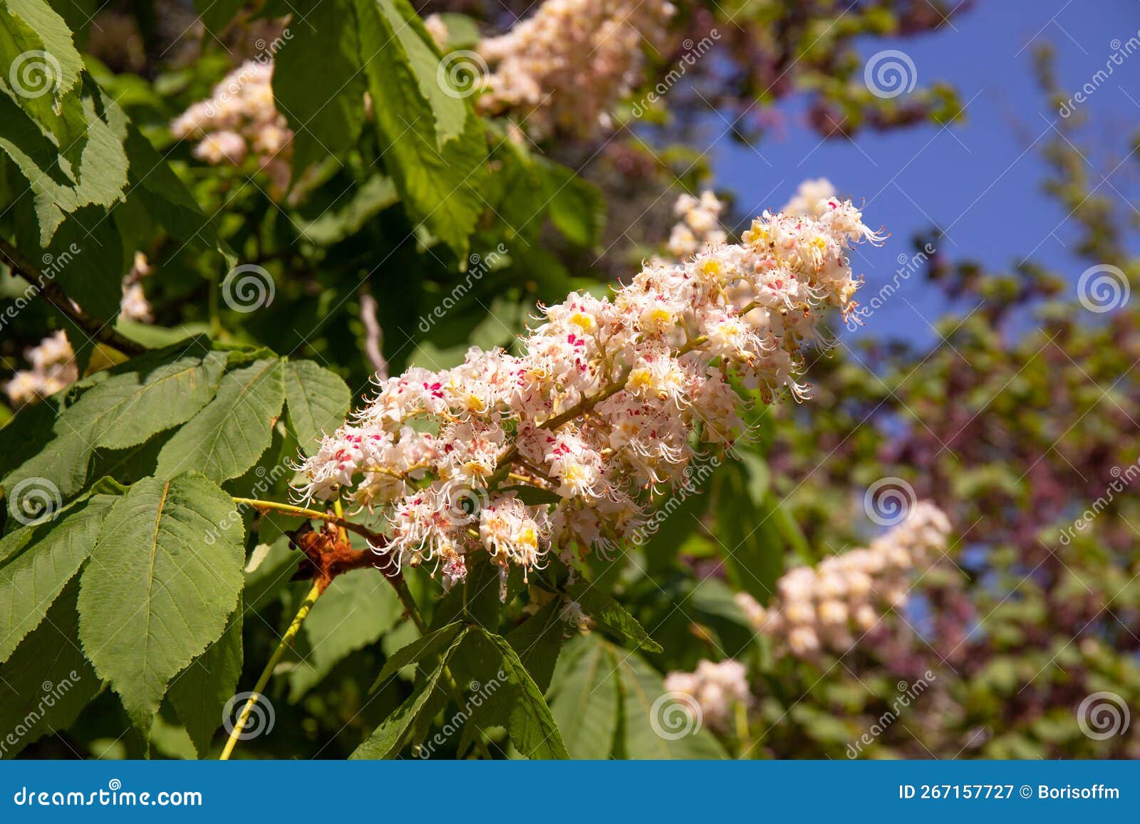 Beautiful chestnut flowers stock image. Image of white - 267157727