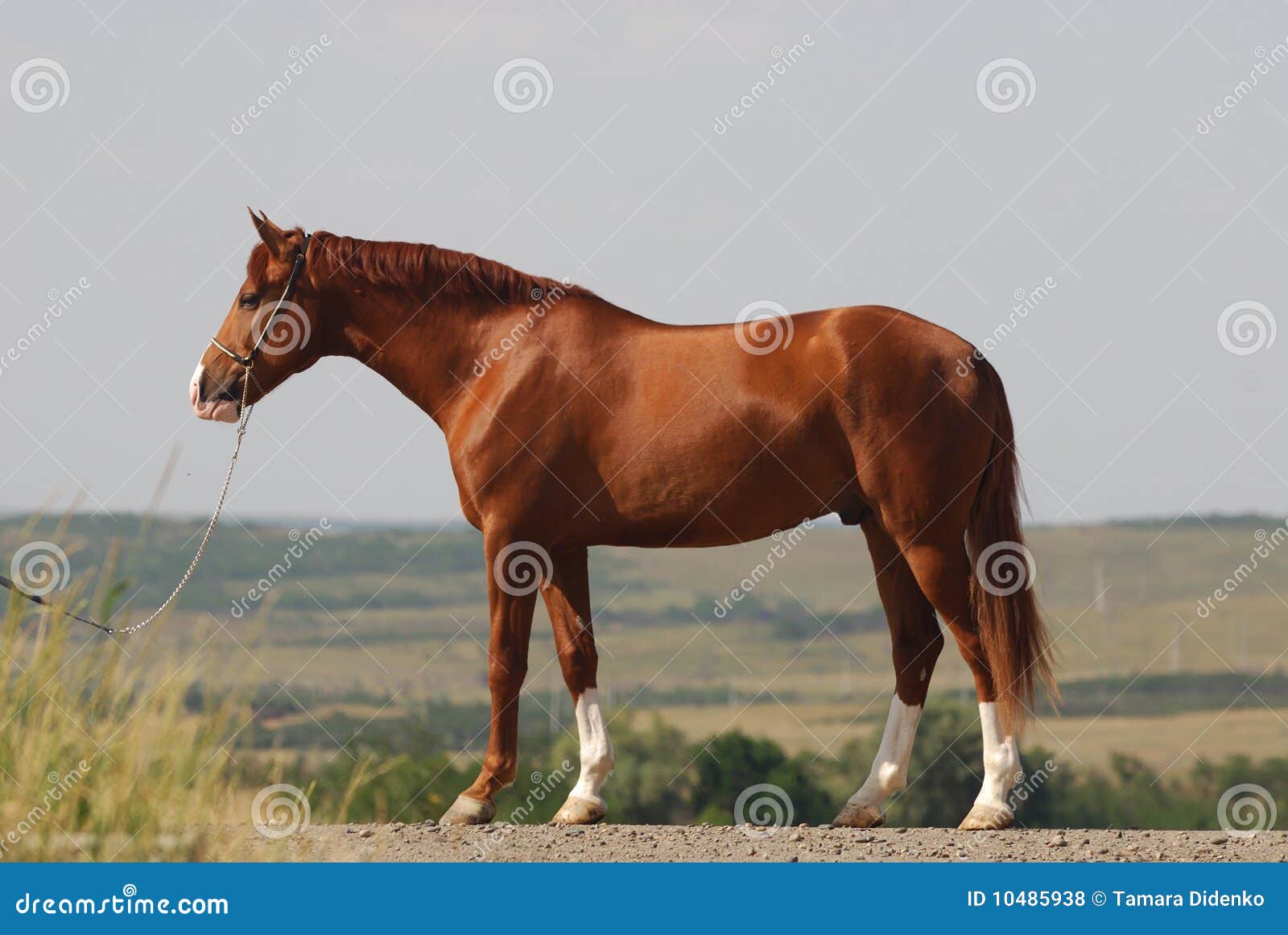 Beautiful Chestnut Gelding Standing Stock Photo - Image of equine ...