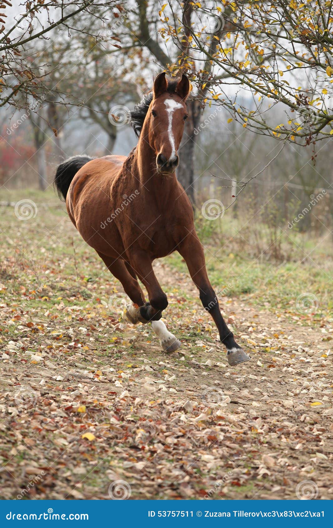 Beautiful Chestnut Horse Running in Autumn Stock Image - Image of young ...