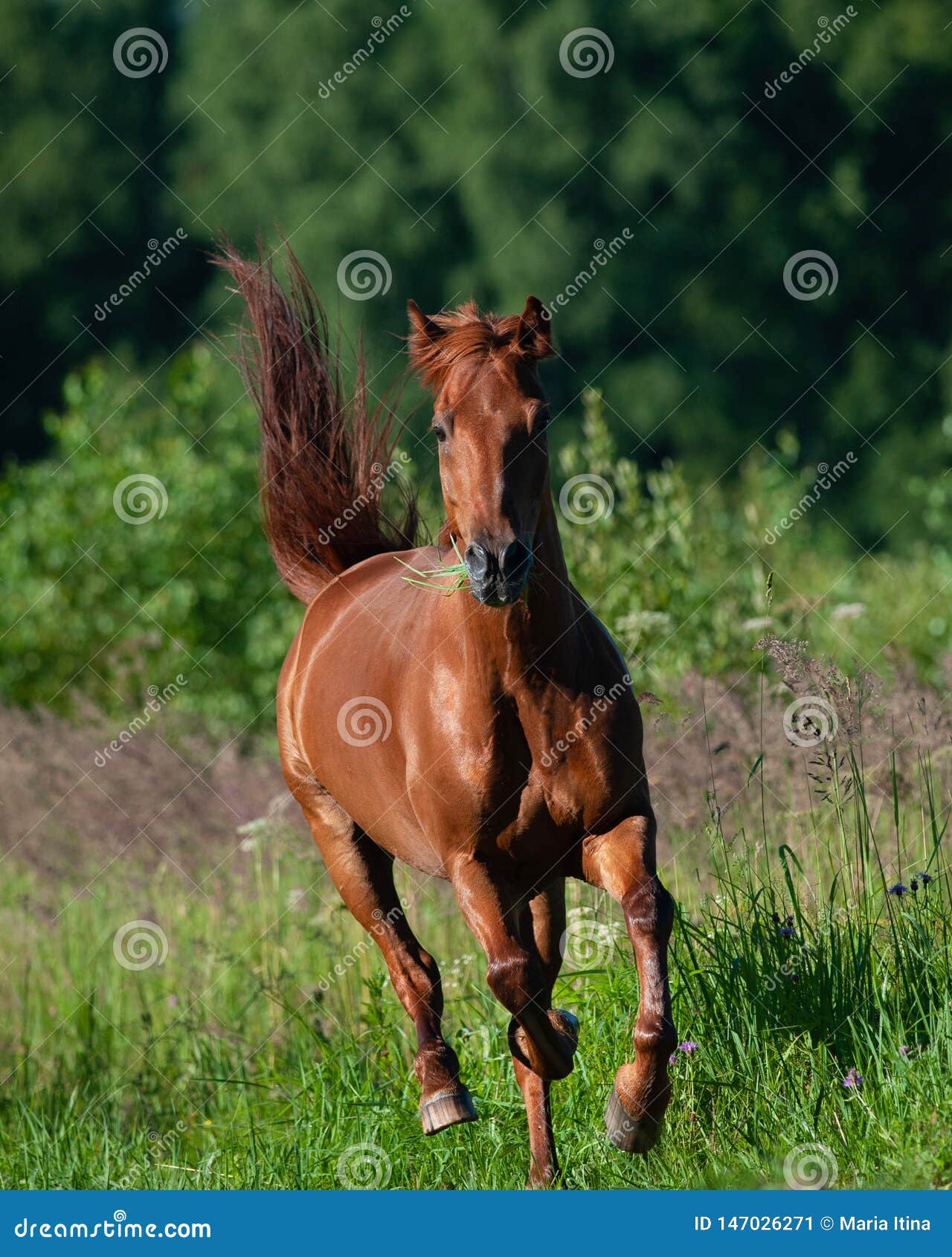 Beautiful Chestnut Horse Running Stock Image - Image of activity, field ...