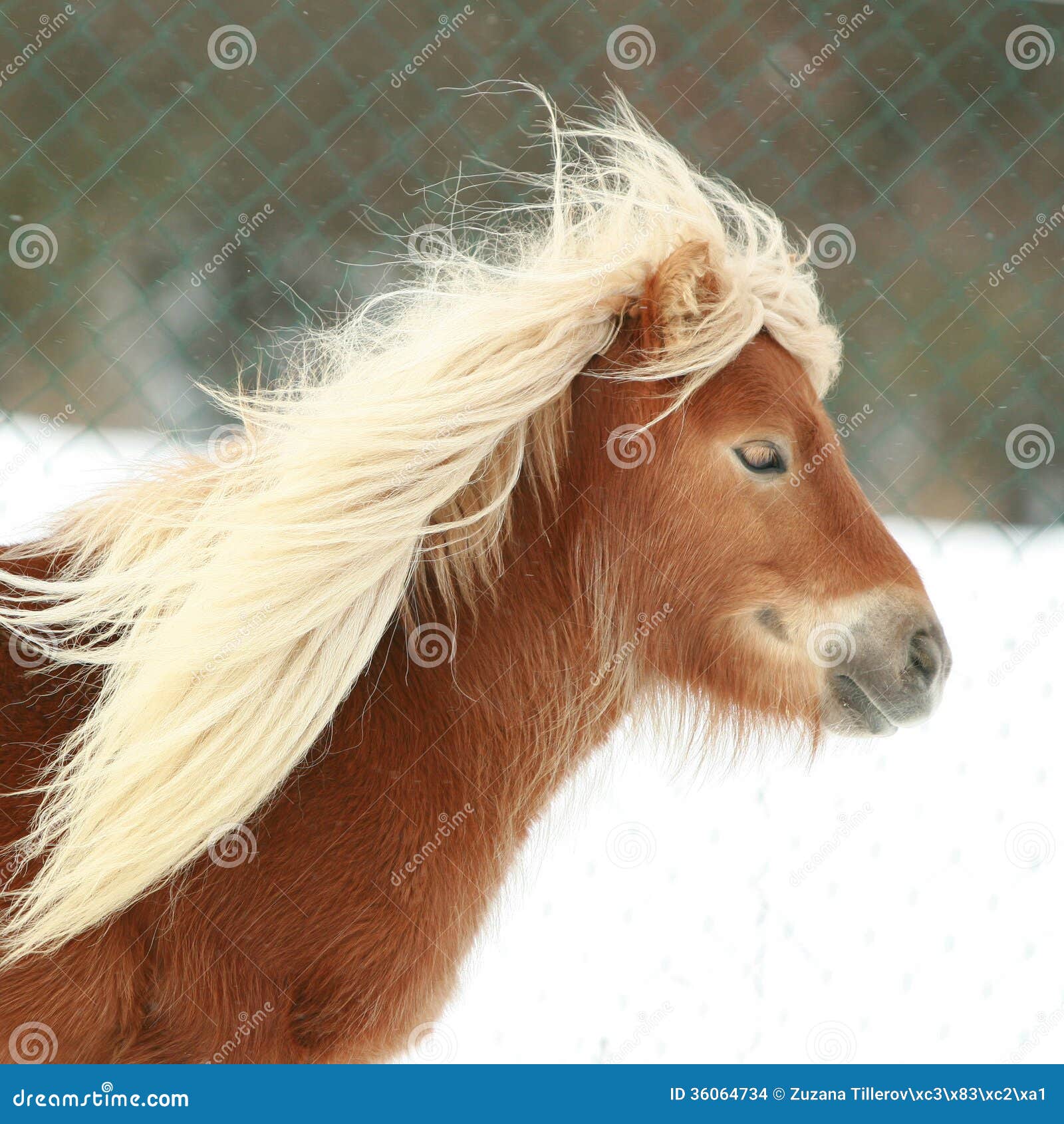 Beautiful Chestnut Pony with Long Mane in Winter Stock Photo - Image of ...