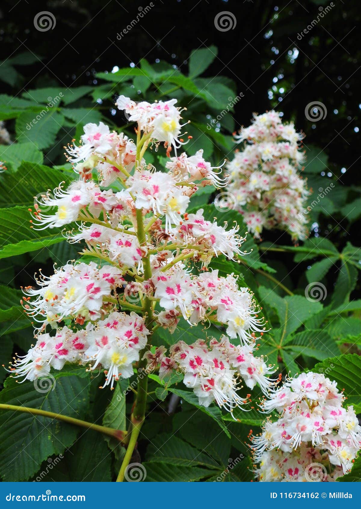 Chestnut Tree Blooms in Spring, Lithuania Stock Photo - Image of ...