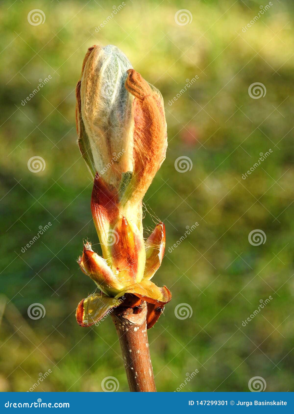 Chestnut Tree Branch in Spring, Lithuania Stock Image - Image of ...