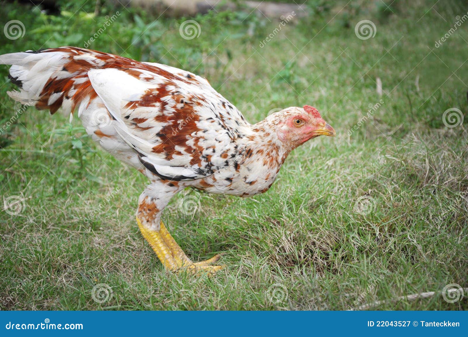 Beautiful Chicken stock image. Image of animal, agriculture - 22043527