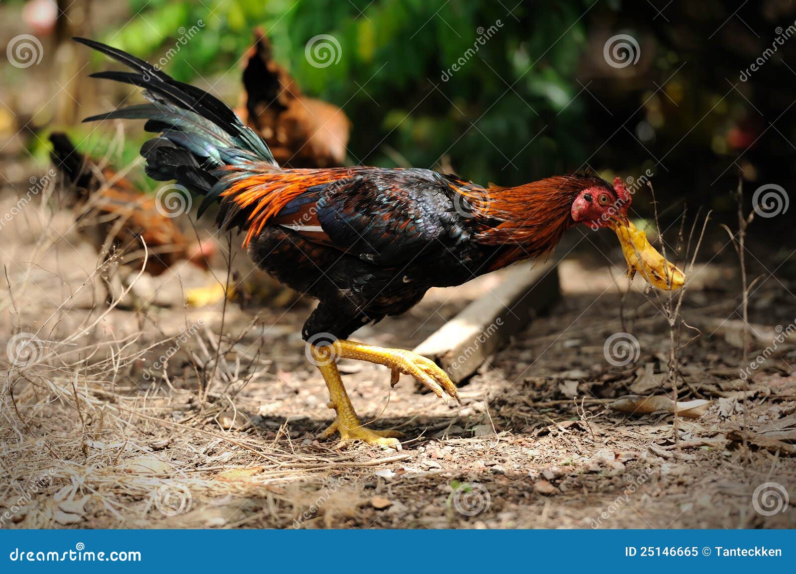Beautiful Chicken stock image. Image of single, food - 25146665