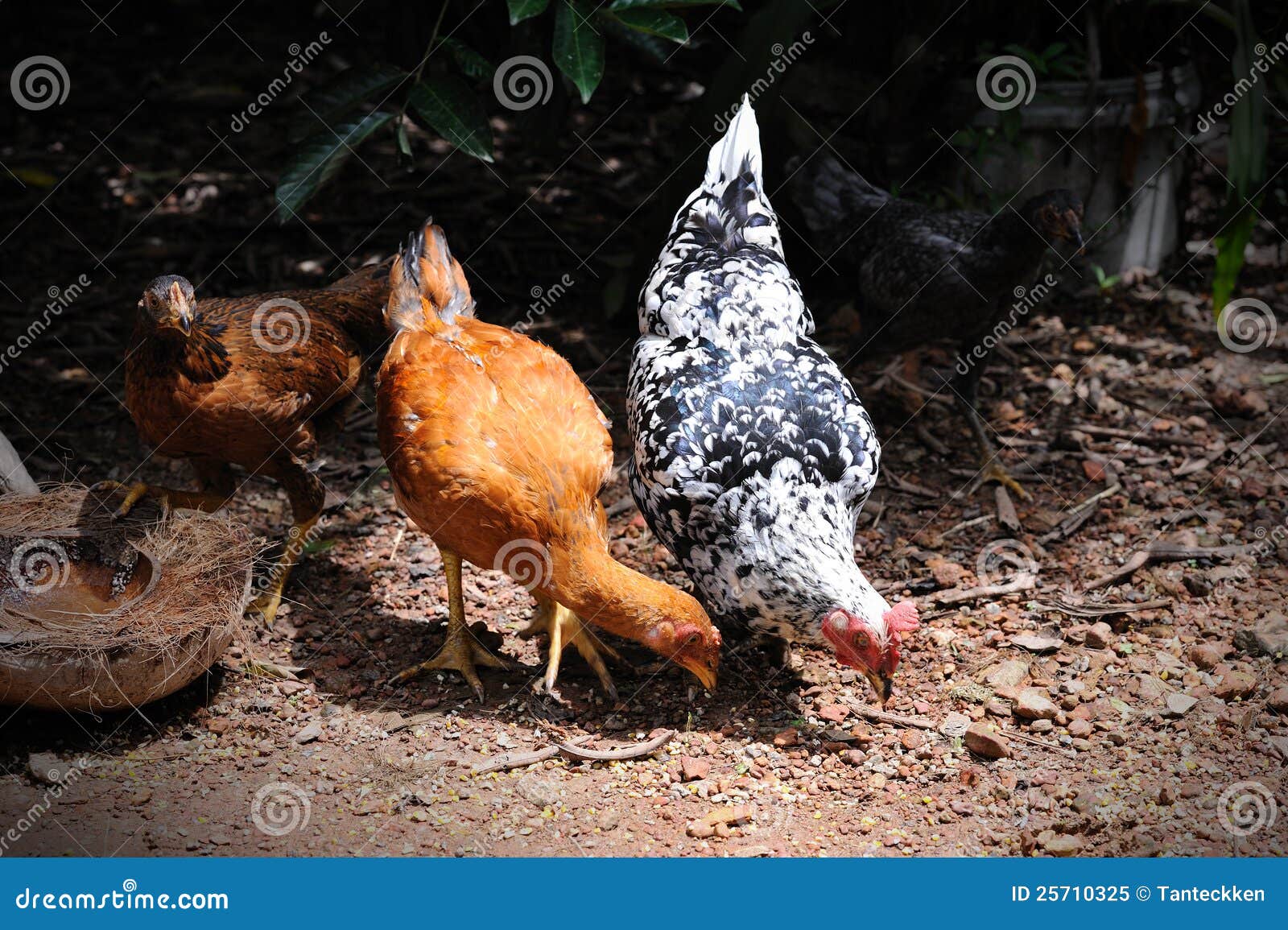 Beautiful chicken stock image. Image of female, agriculture - 25710325