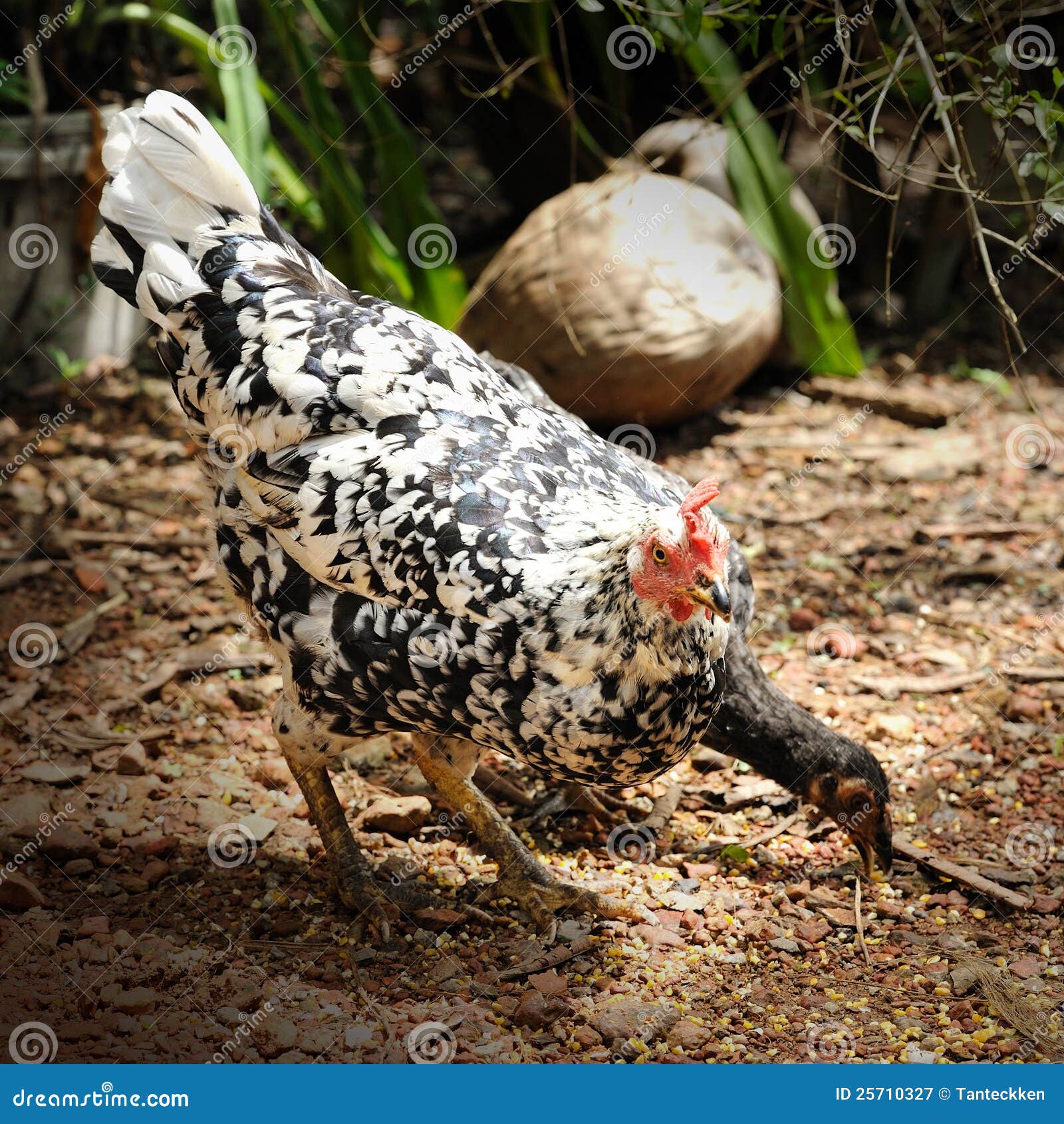 Beautiful chicken stock image. Image of feather, farming - 25710327