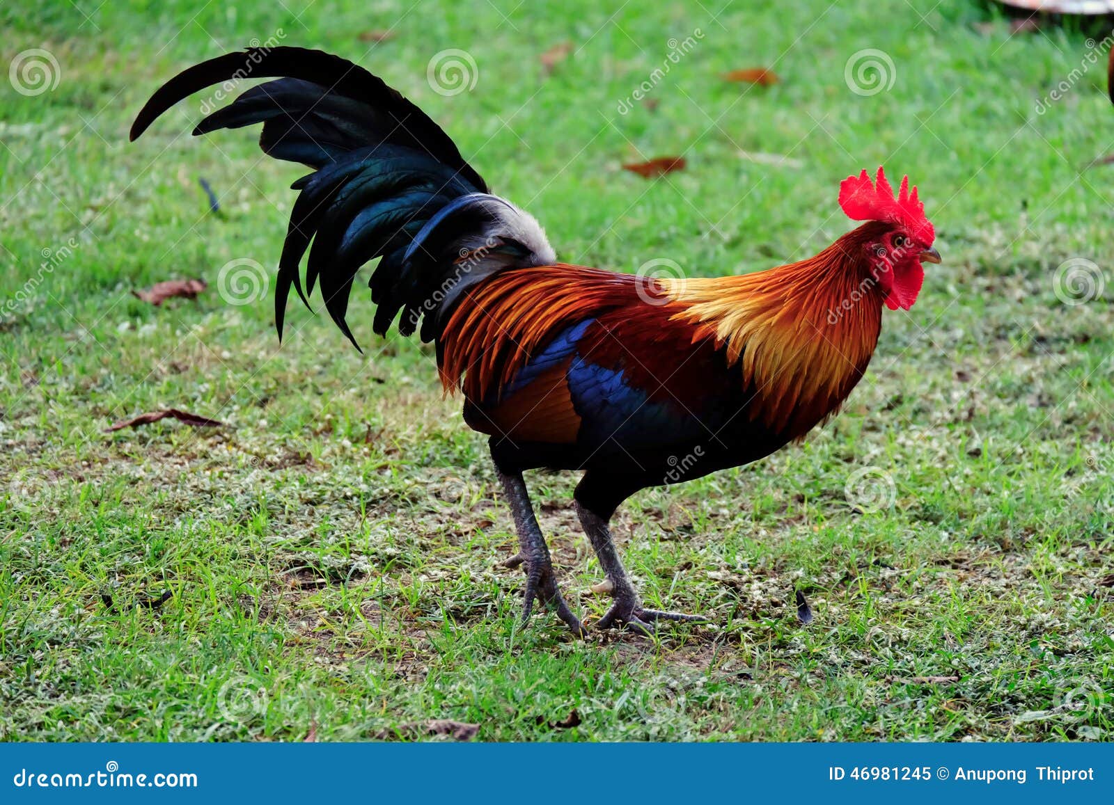 A Beautiful Chicken In A Cage Sat Quietly On A Rail Bar. Captured In A ...