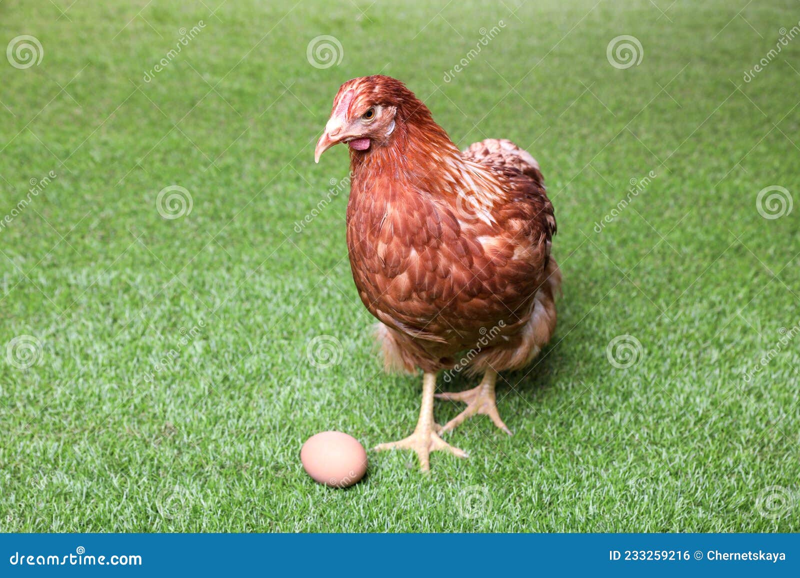 Beautiful Chicken with Egg on Green Grass Stock Photo - Image of fowl ...