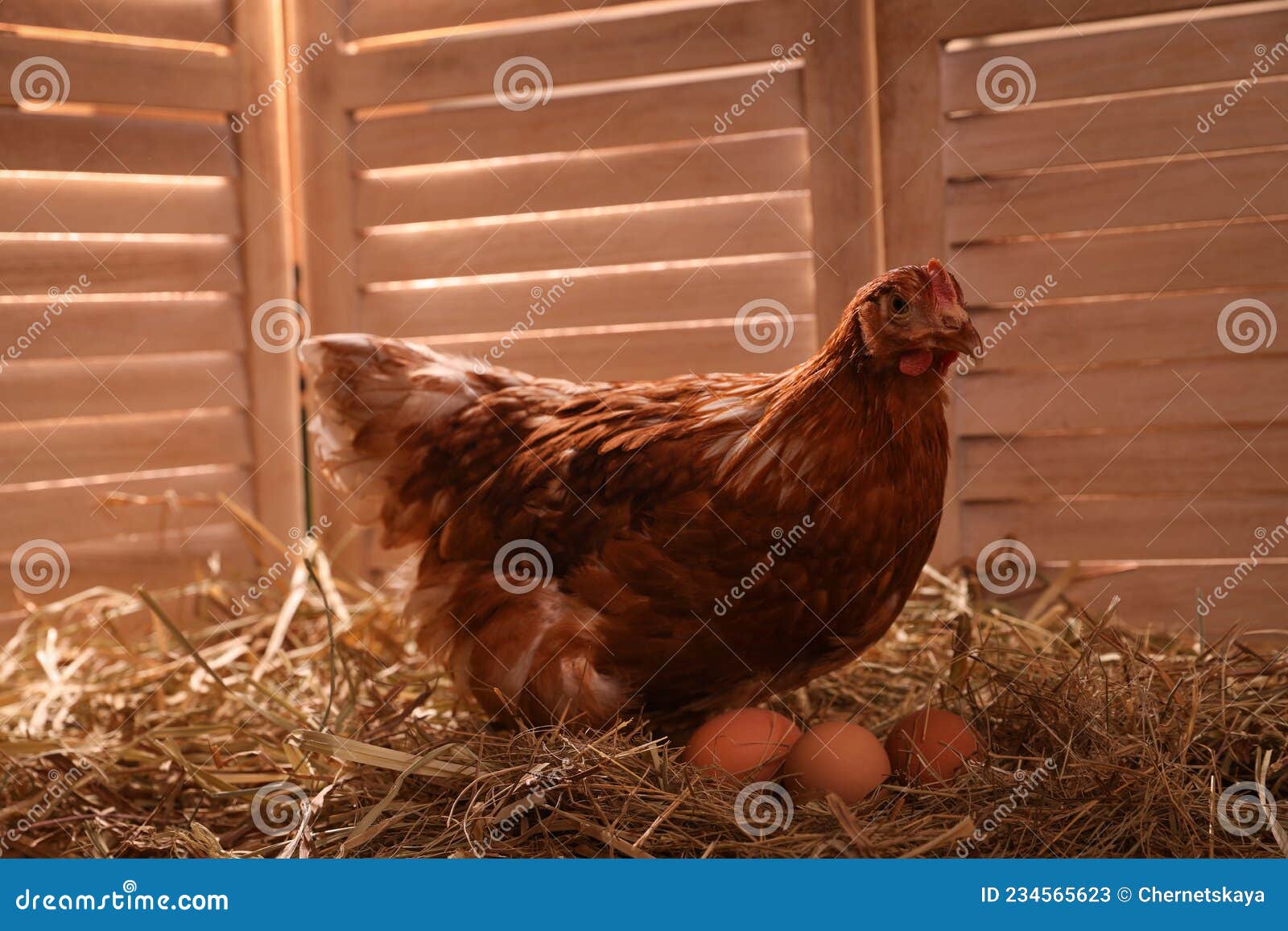 Beautiful Chicken with Eggs on Hay in Henhouse Stock Image - Image of ...