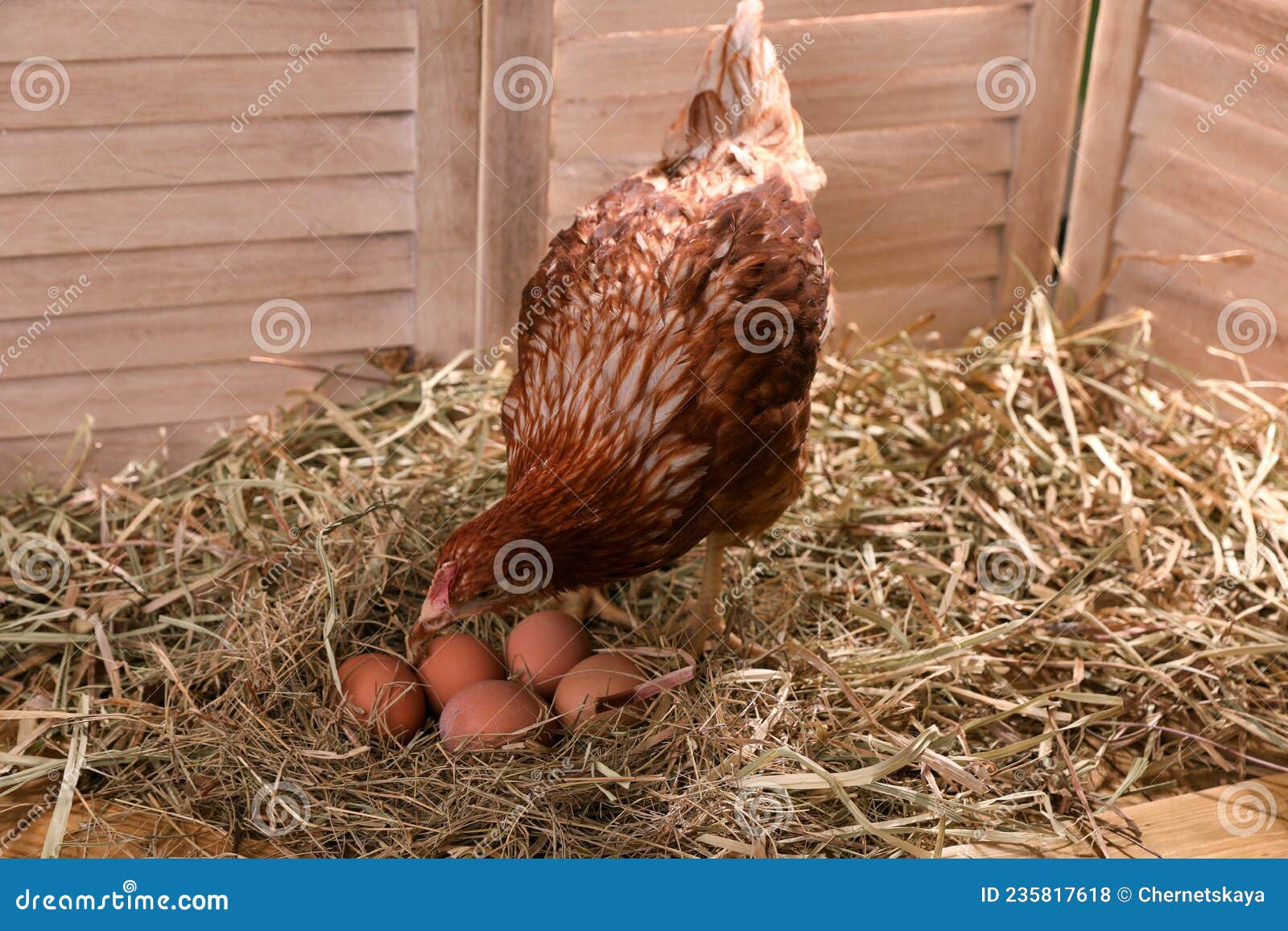 Beautiful Chicken with Eggs on Hay in Henhouse Stock Photo - Image of ...