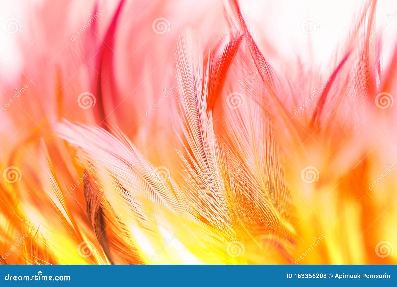 Beautiful Chicken Feather Texture Abstract Background, Soft Focus Stock ...