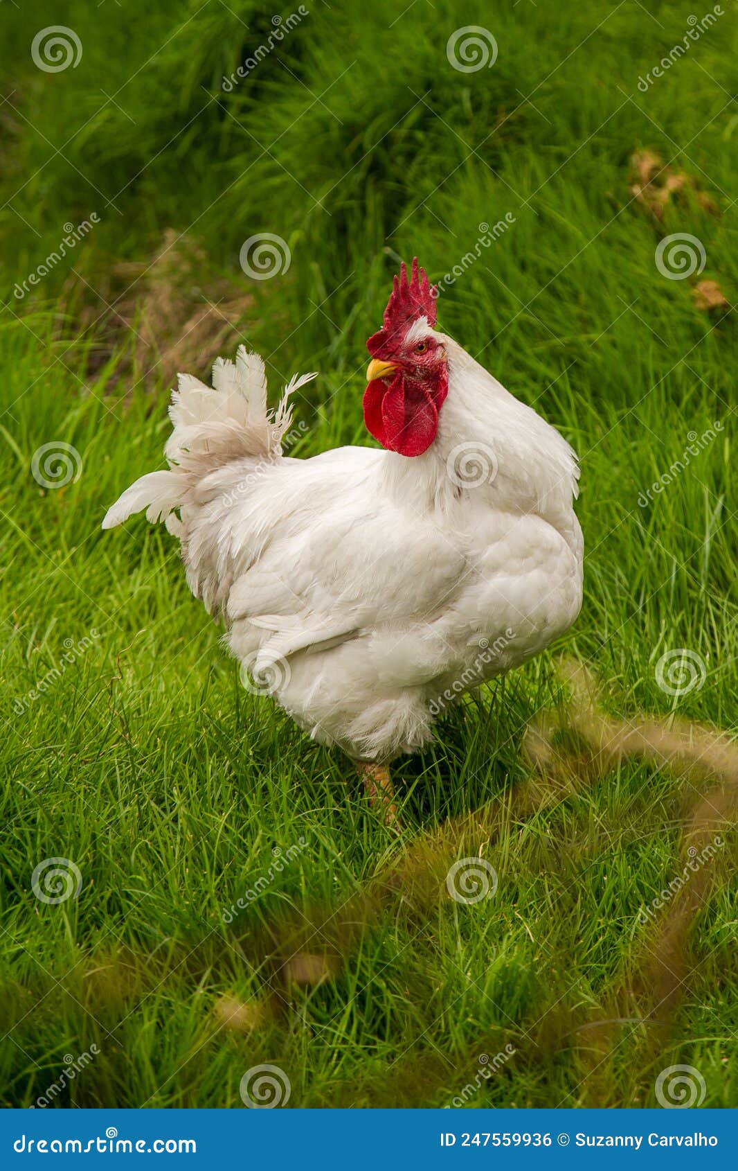 Beautiful Chicken, Great Life of the Farm Stock Photo - Image of ...