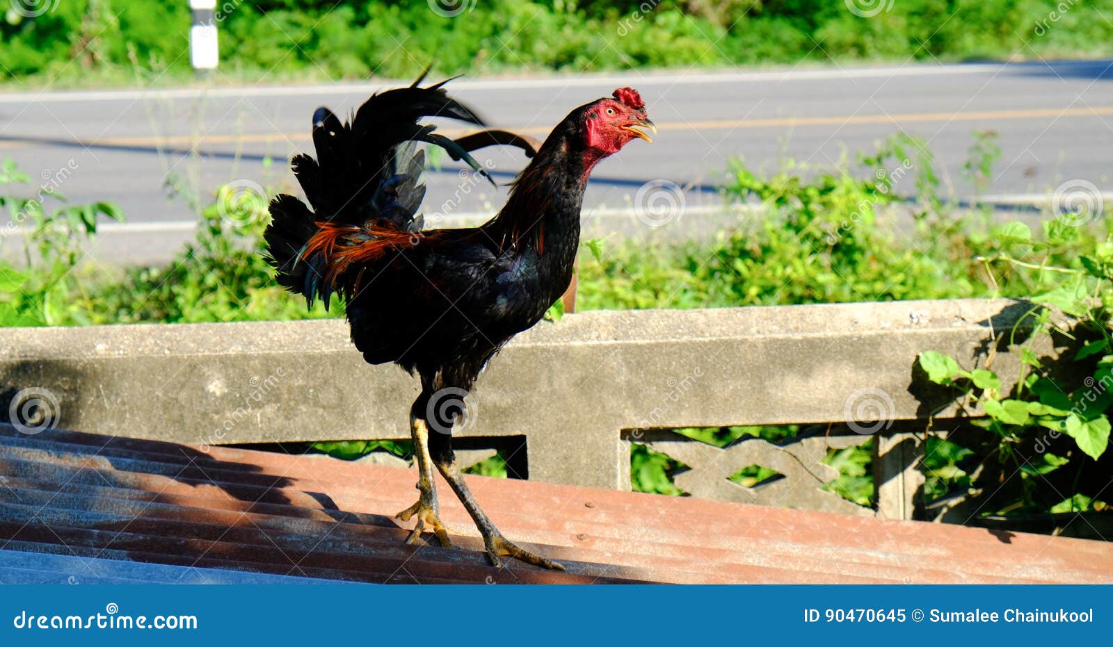 Beautiful Chicken Hen Singing on the Roof Stock Image - Image of face ...