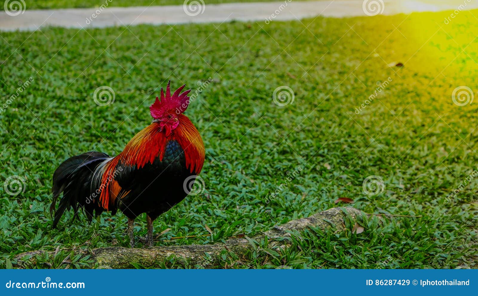 Beautiful Chicken in the Nature Garden Stock Image - Image of food ...