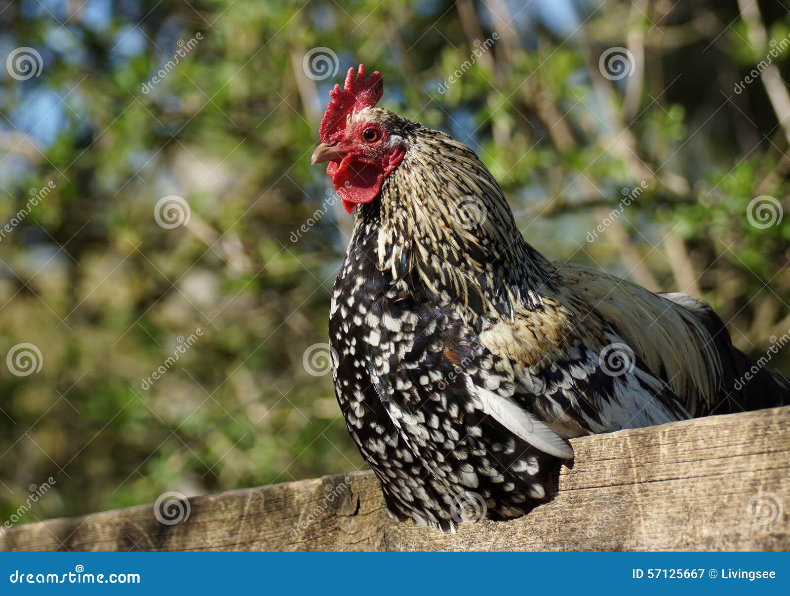 Beautiful chicken stock image. Image of background, colorful - 57125667