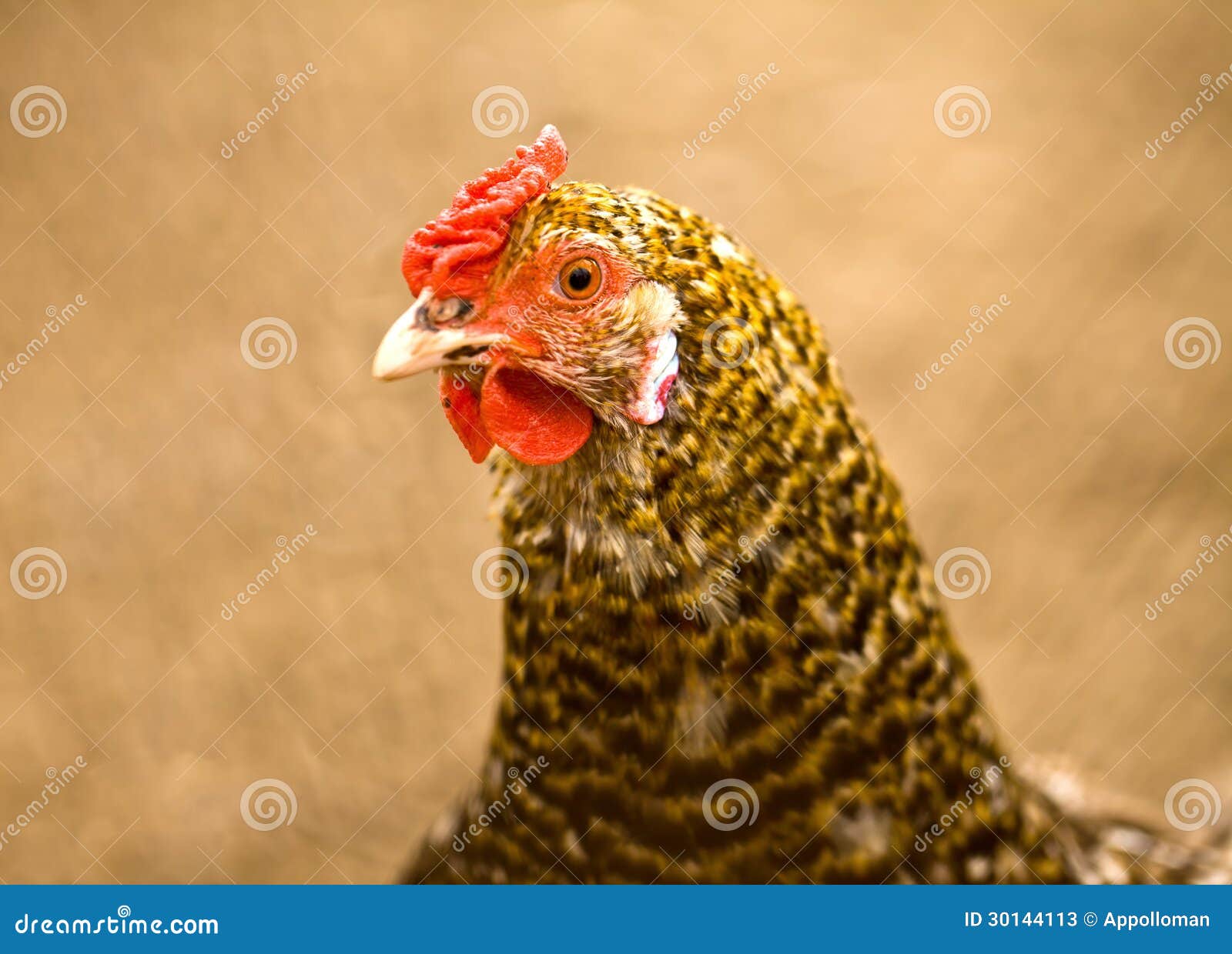 Chicken Poses For The Photographer. Stock Photography | CartoonDealer ...