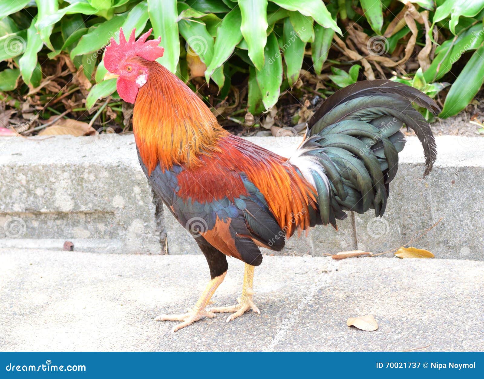 Beautiful chicken stock image. Image of animal, poultry - 70021737