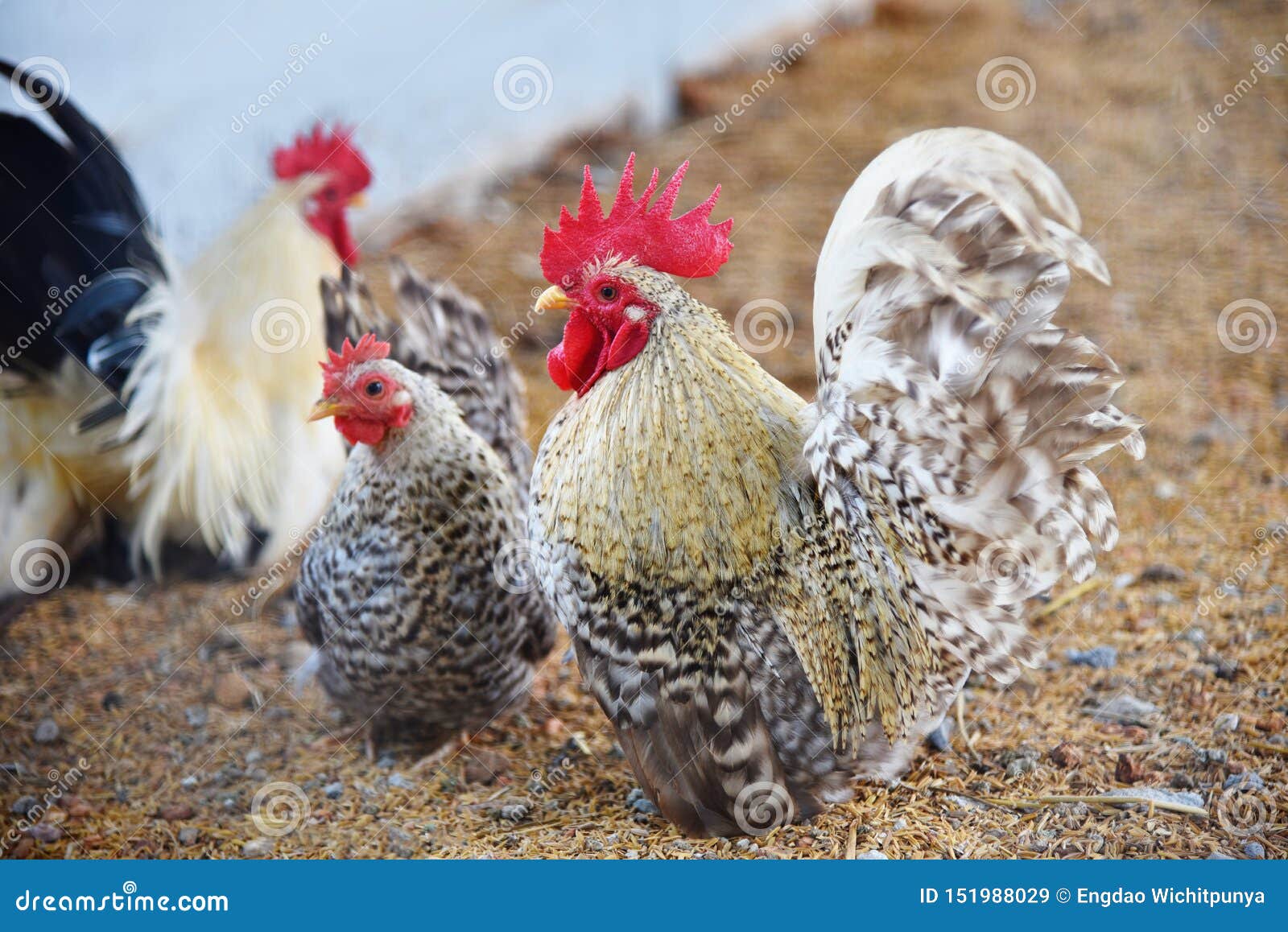 A Beautiful Chicken In A Cage Sat Quietly On A Rail Bar. Captured In A ...