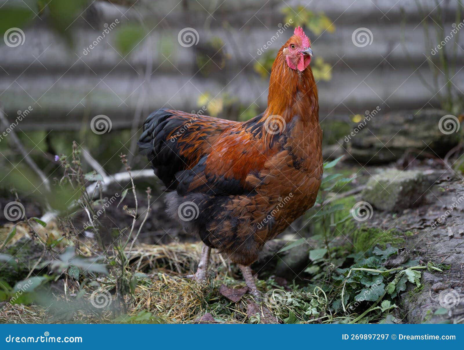Beautiful Chickens and Roosters Outdoors in the Yard Stock Image ...