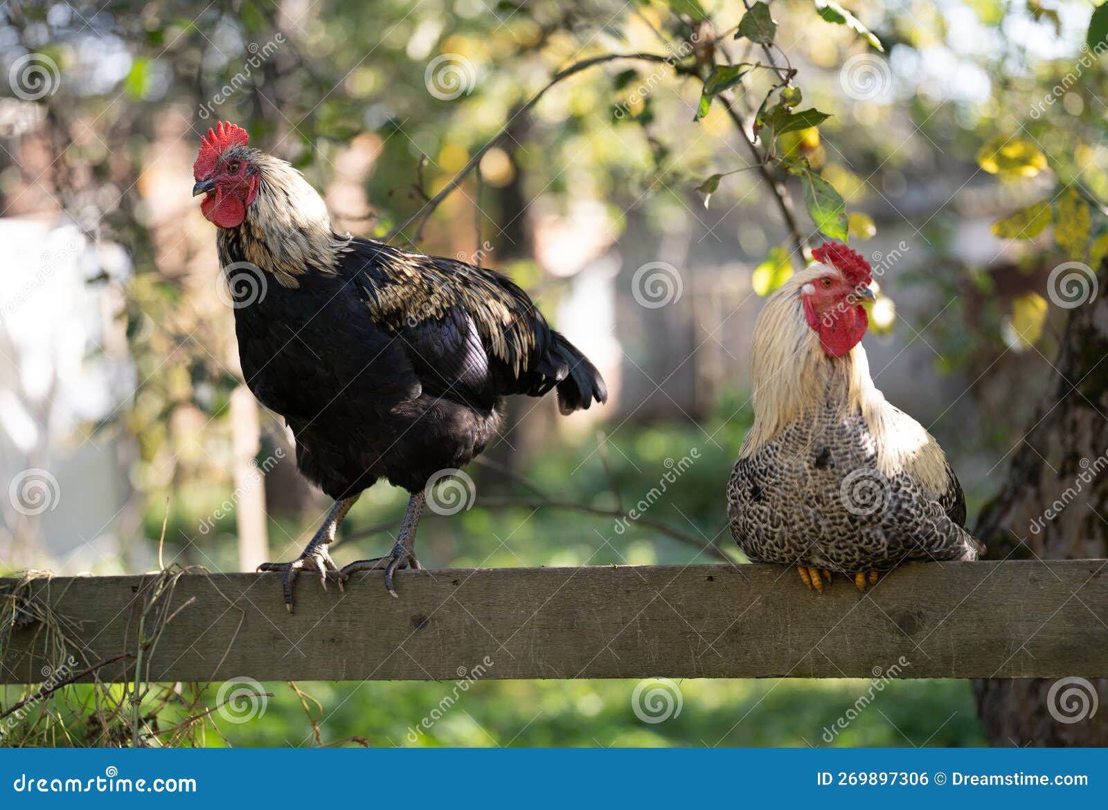 Beautiful Chickens and Roosters Outdoors in the Yard Stock Photo ...