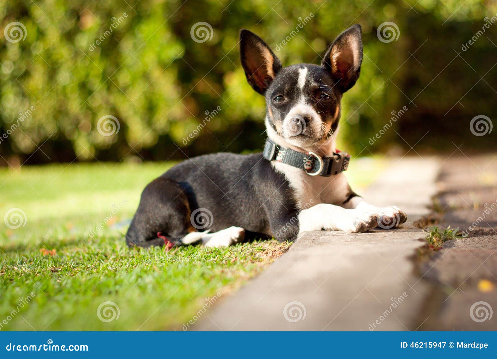 Beautiful Chihuahua Dog Watching the Camera Stock Image - Image of ...