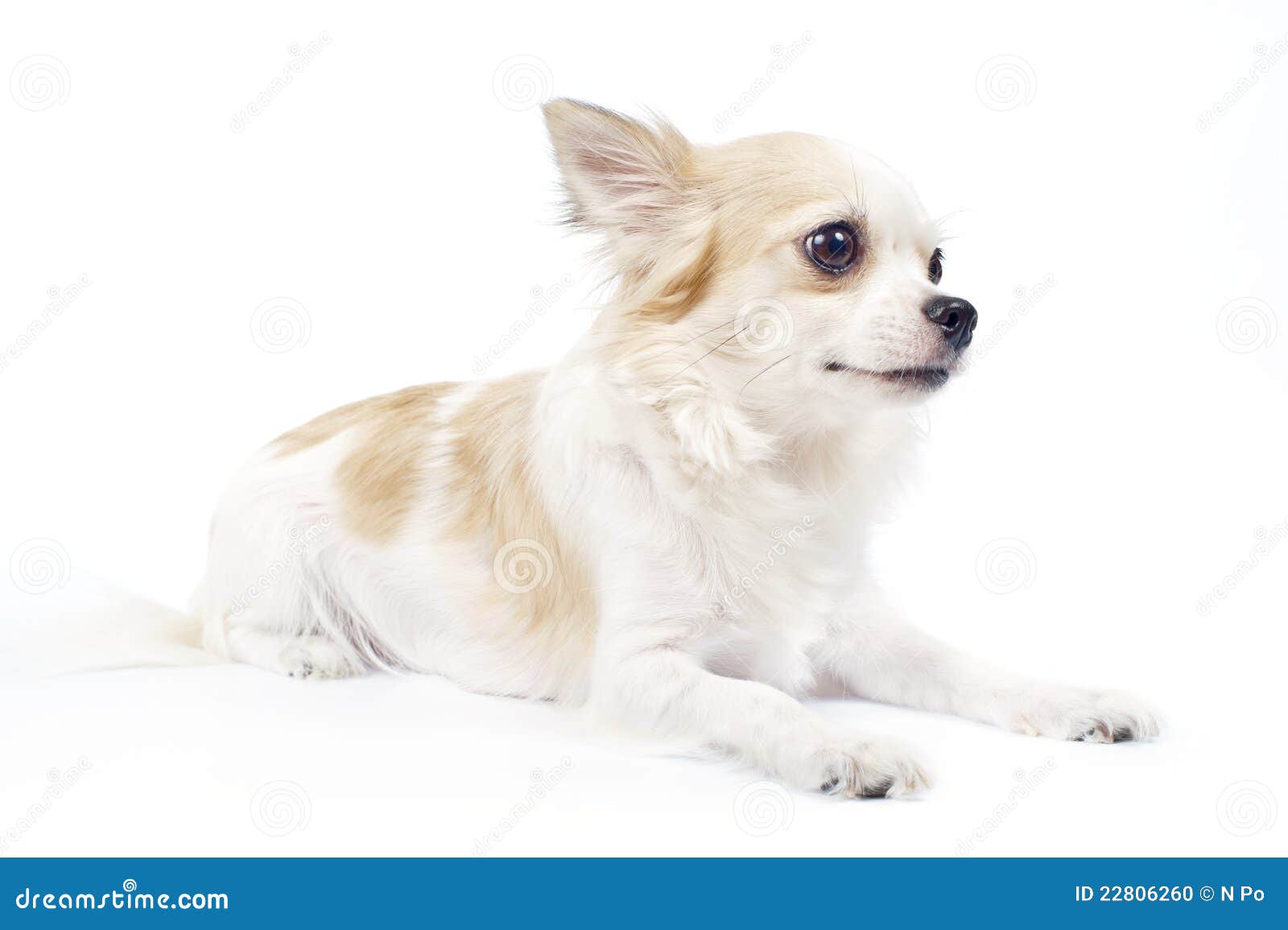 Beautiful Chihuahua Dog on White Background Stock Photo - Image of ...