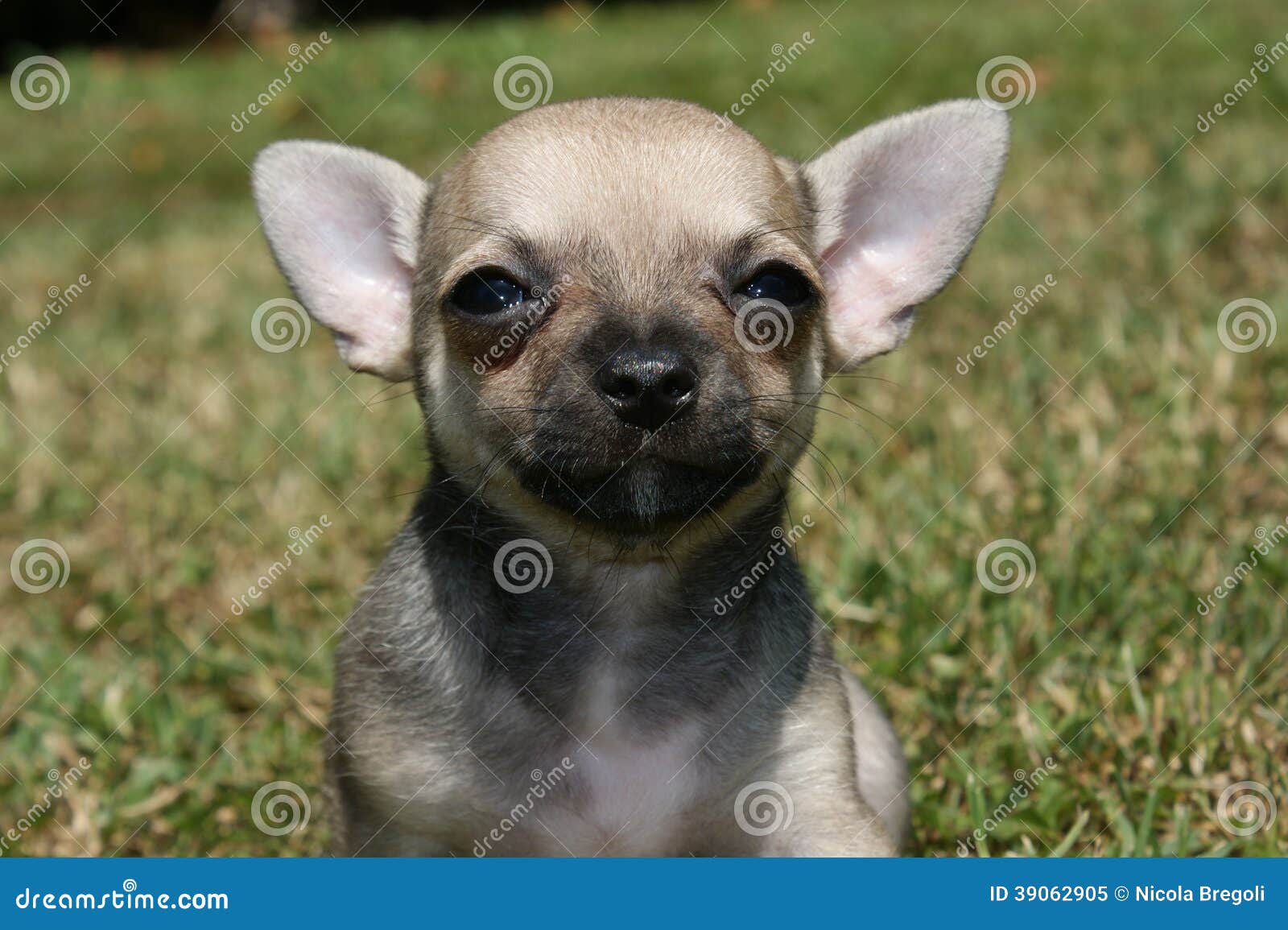 Beautiful chihuahua puppy stock image. Image of pure - 39062905