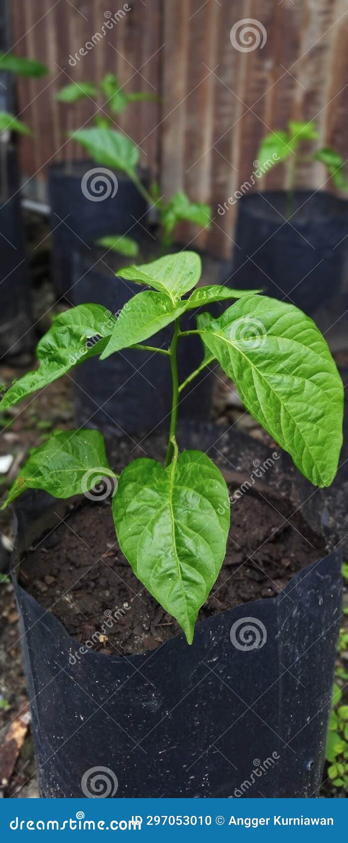 Beautiful chili plants stock photo. Image of vegetable - 297053010