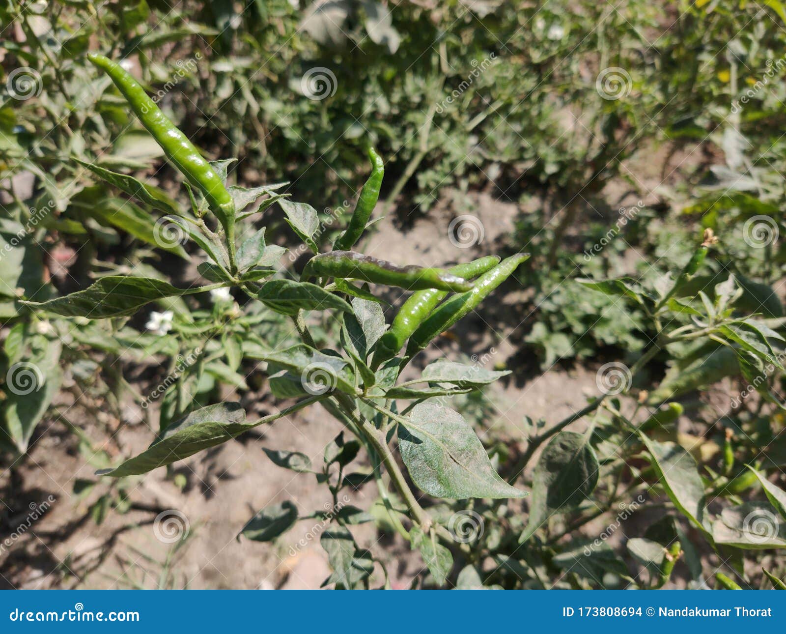 It is a Beautiful Chilli Tree in the Field Stock Photo - Image of shrub ...