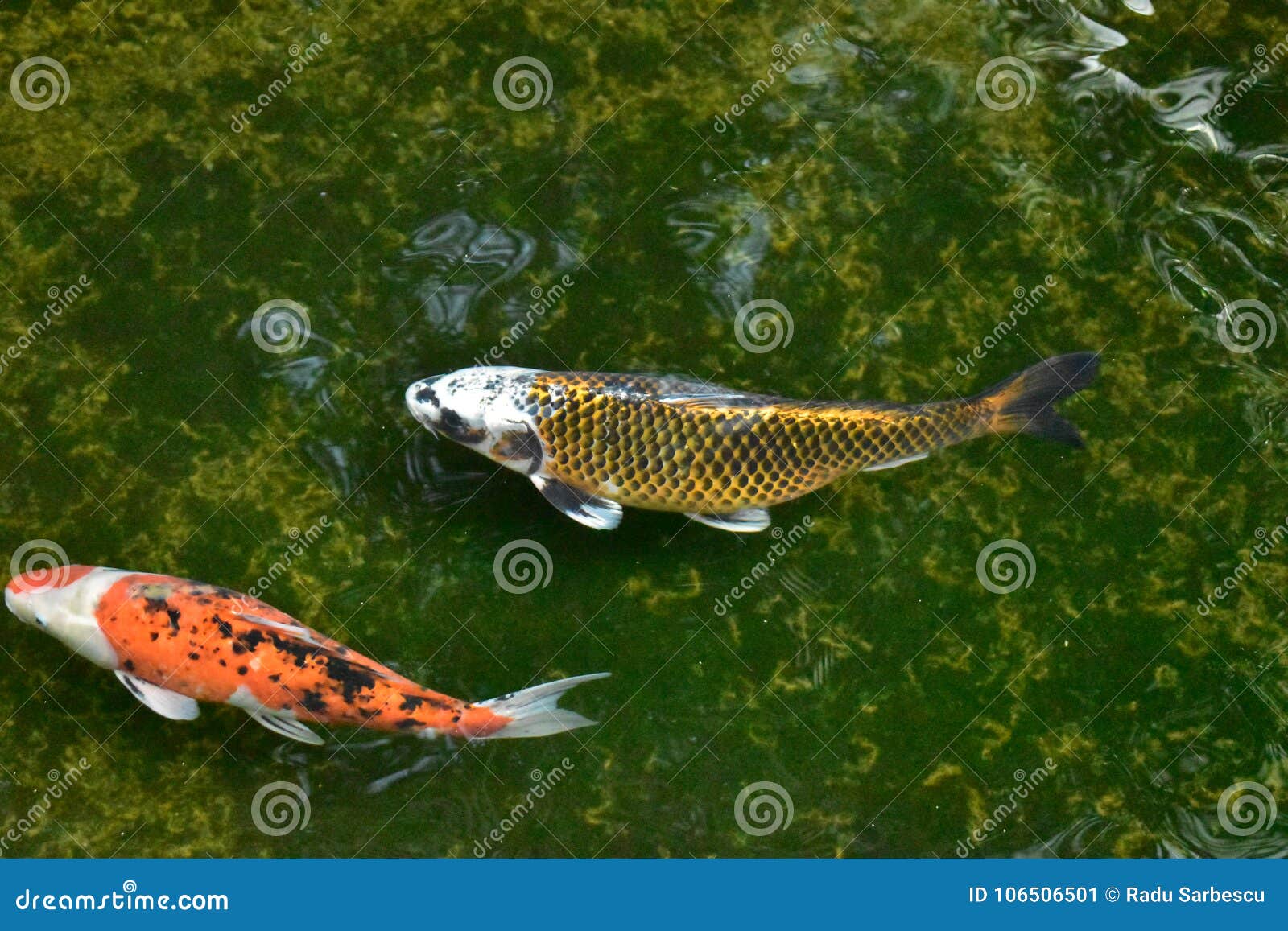 Beautiful carp fish stock image. Image of fish, ecosystem - 106506501