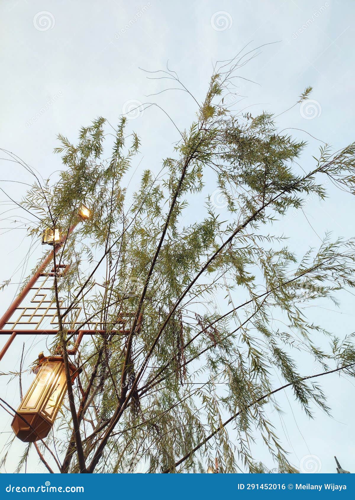 Beautiful Chinese Street Light Pole and a Tree Stock Photo - Image of ...