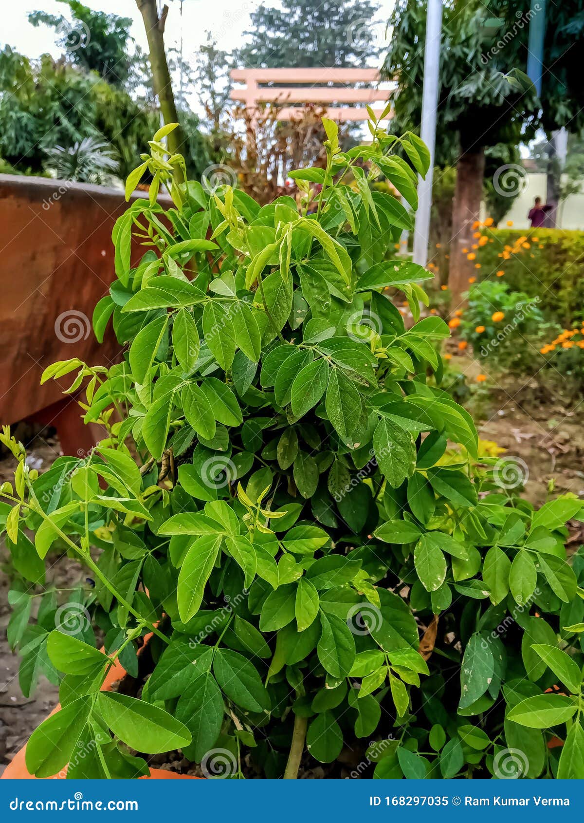 Beautiful Chipilin Awesome Plant Image India Stock Image - Image of ...