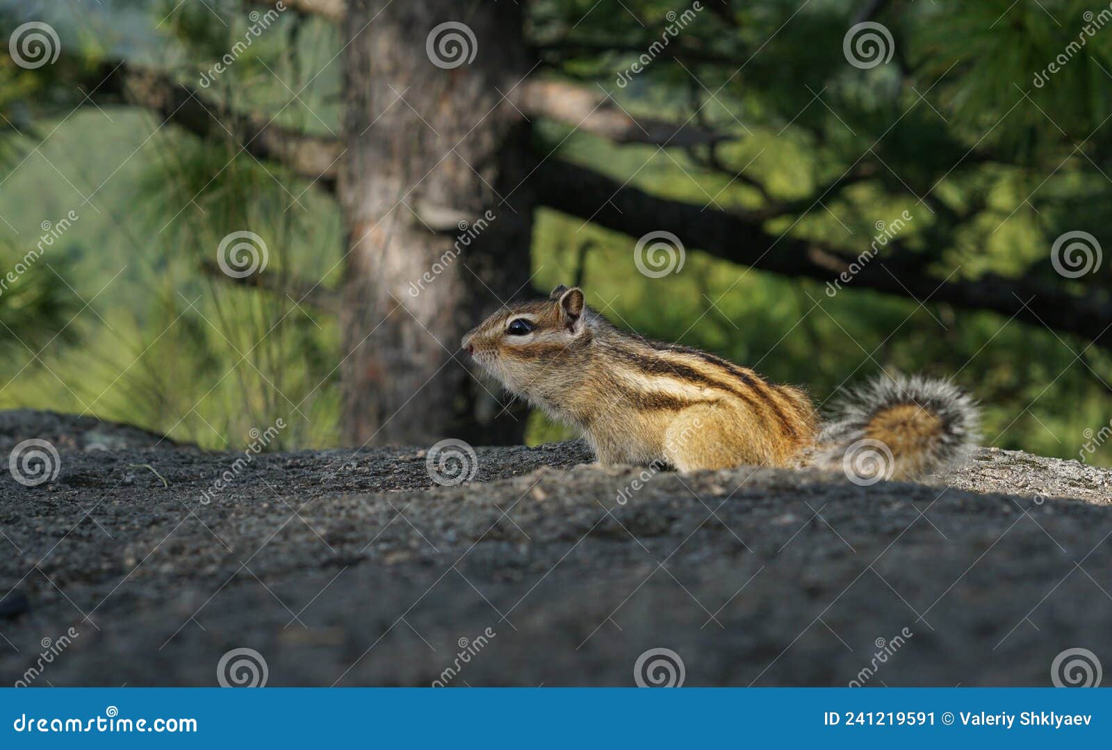 Beautiful Chipmunk Living in the Forest Stock Image - Image of acorn ...