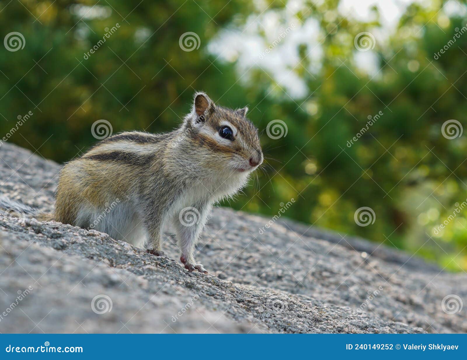 Beautiful Chipmunk Living in the Forest Stock Photo - Image of hipmunk ...