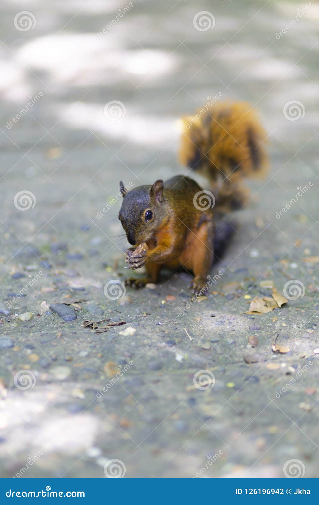 Beautiful Chipmunk Playing stock photo. Image of nature - 126196942
