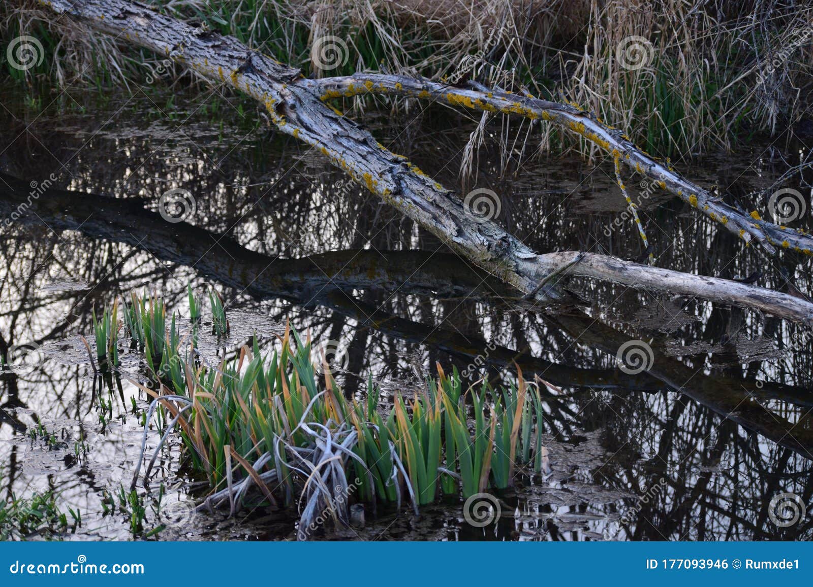 Chipped Bark on a Fallen Tree Stock Photo - Image of nature, standing ...
