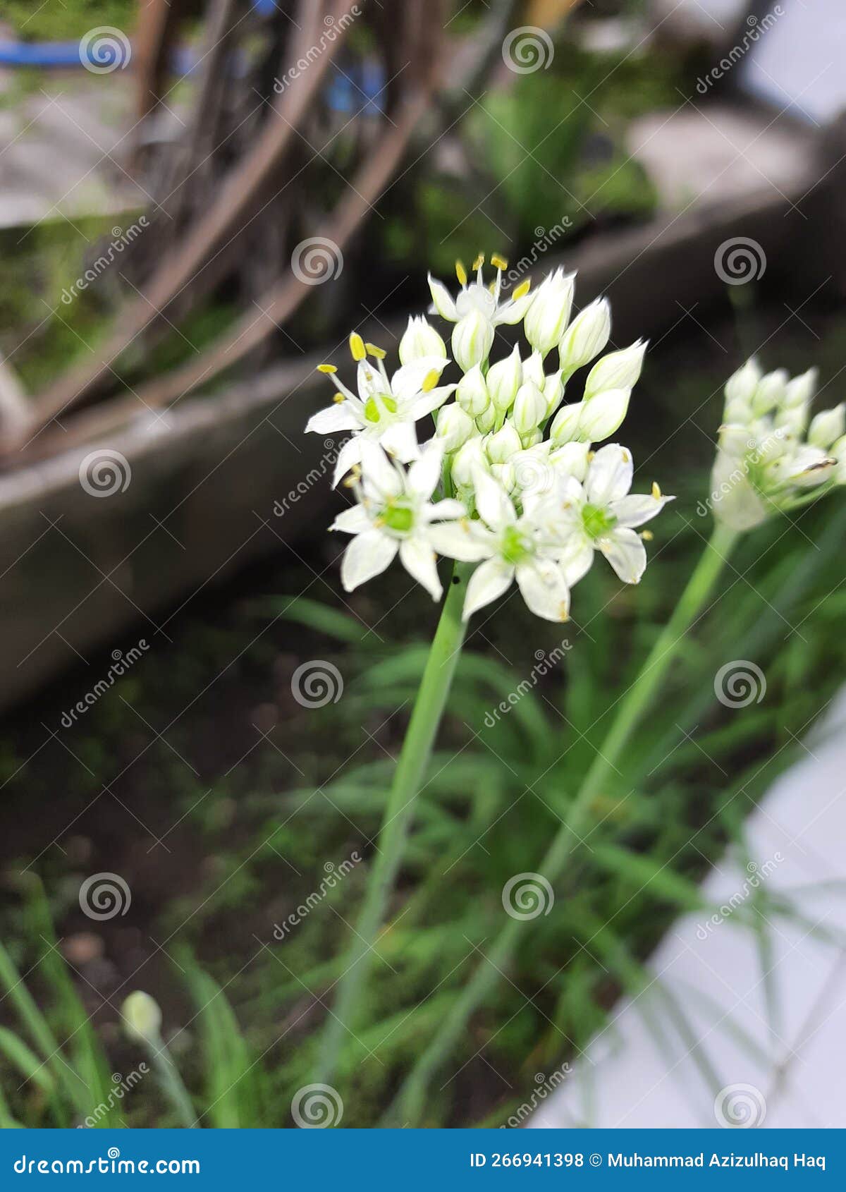 The Beautiful Chives Flowers Stock Photo - Image of beautiful, plants ...